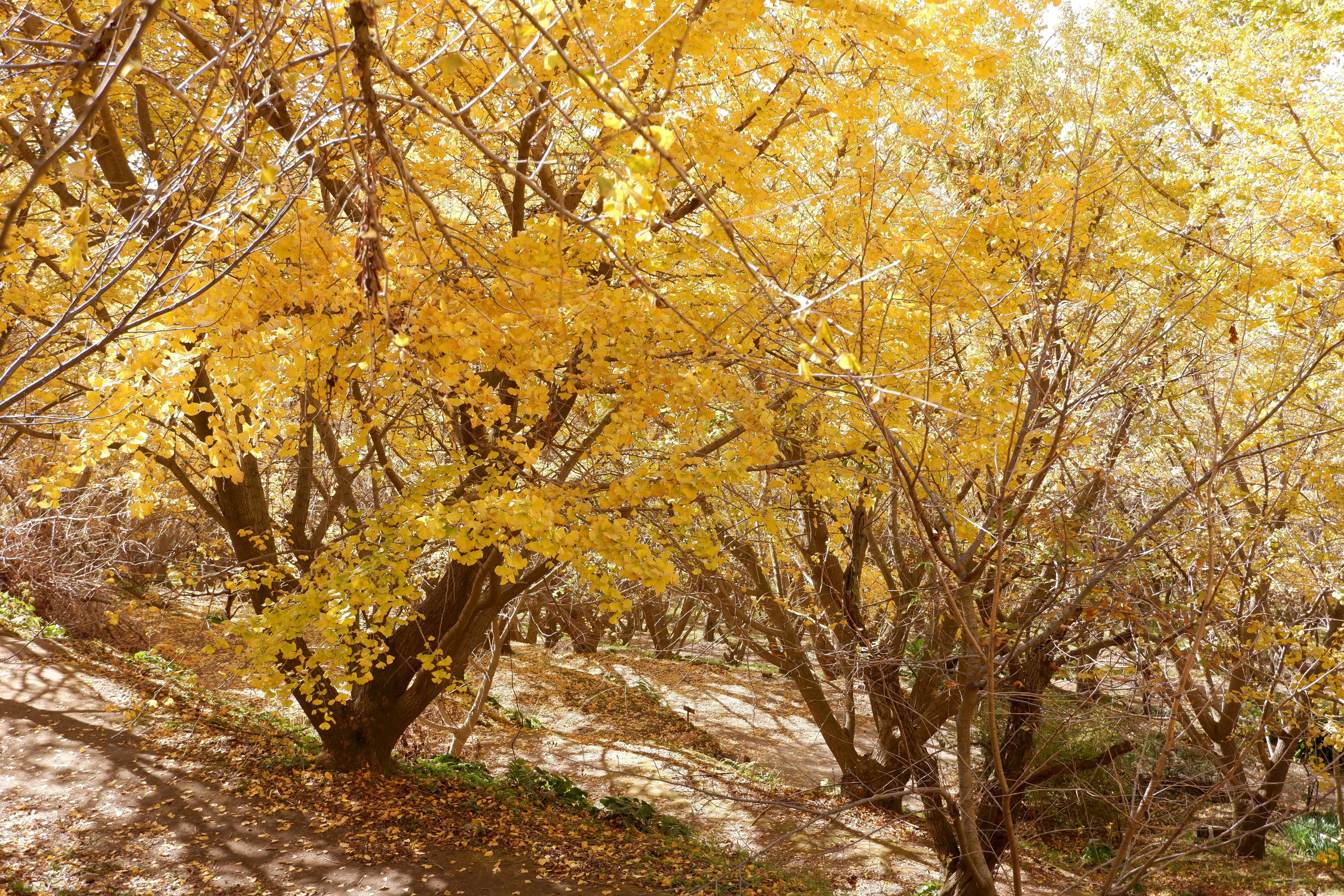 Golden Canopy Over Quiet Path