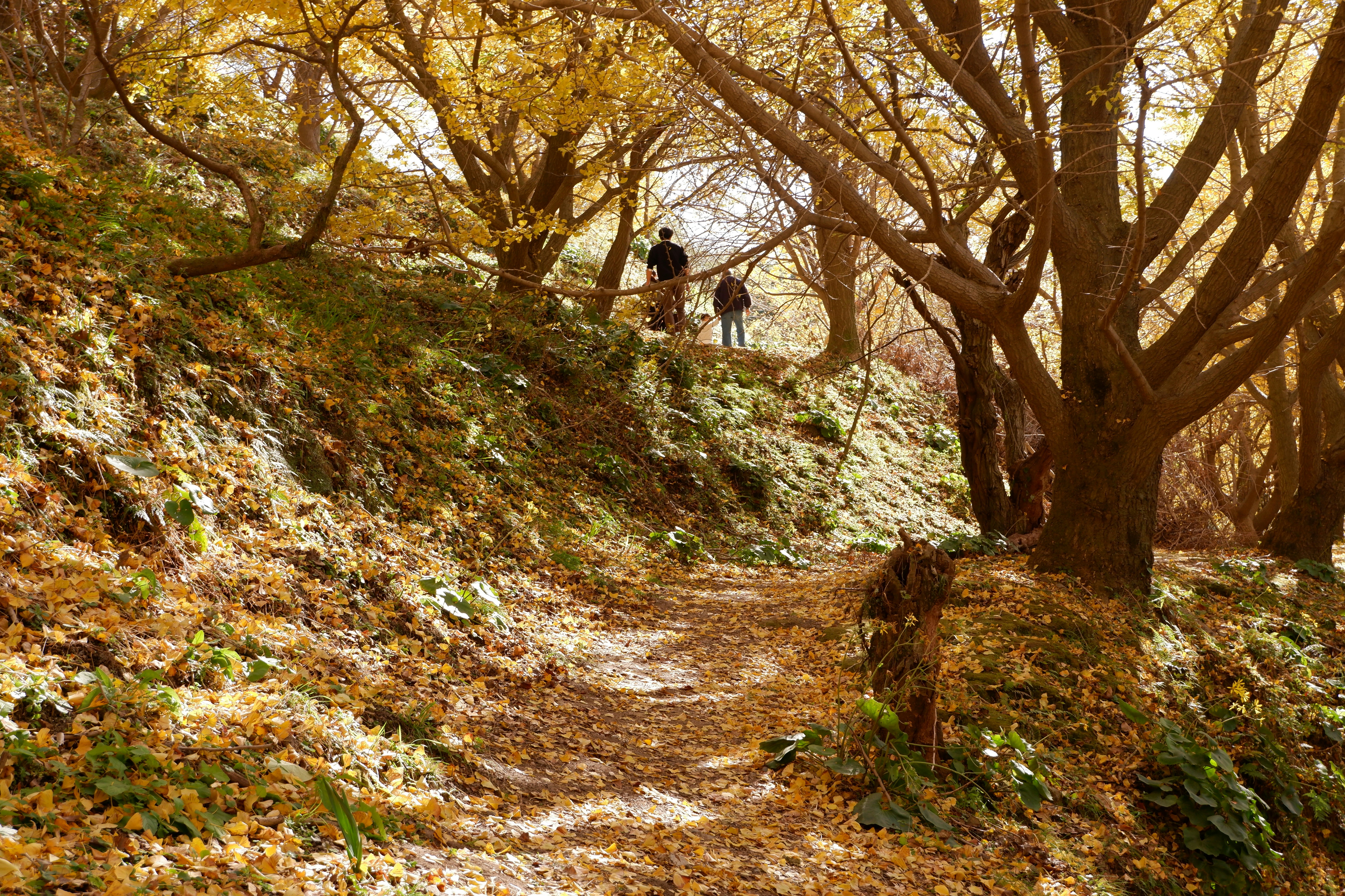 Rugged Autumn Path: Hikers Amid Golden Canopy