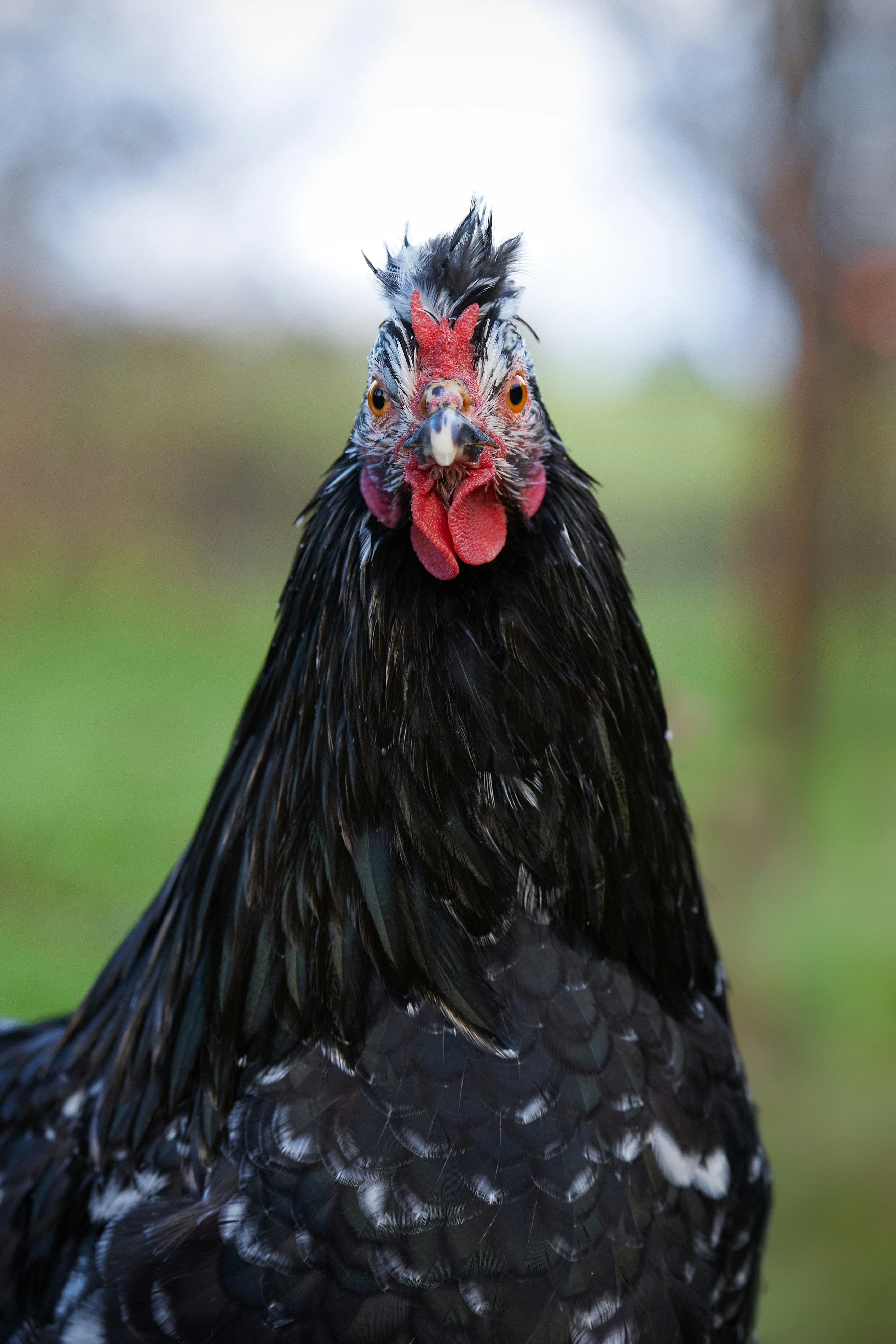 Portrait of a Strutting Black Feathery Crested Hen