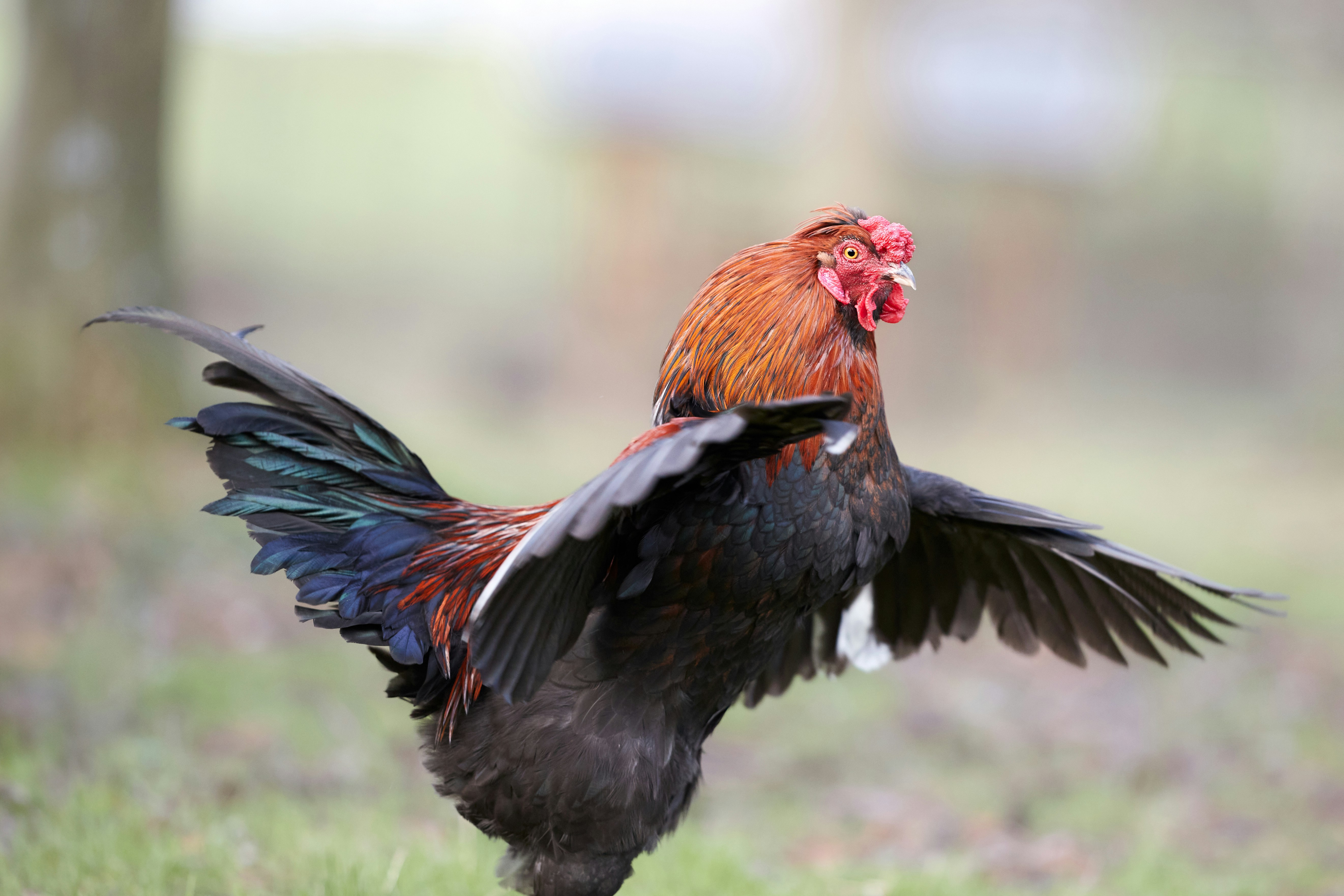 Sunlit Rooster in Mid-T Spread: A Forest Floor Ballet