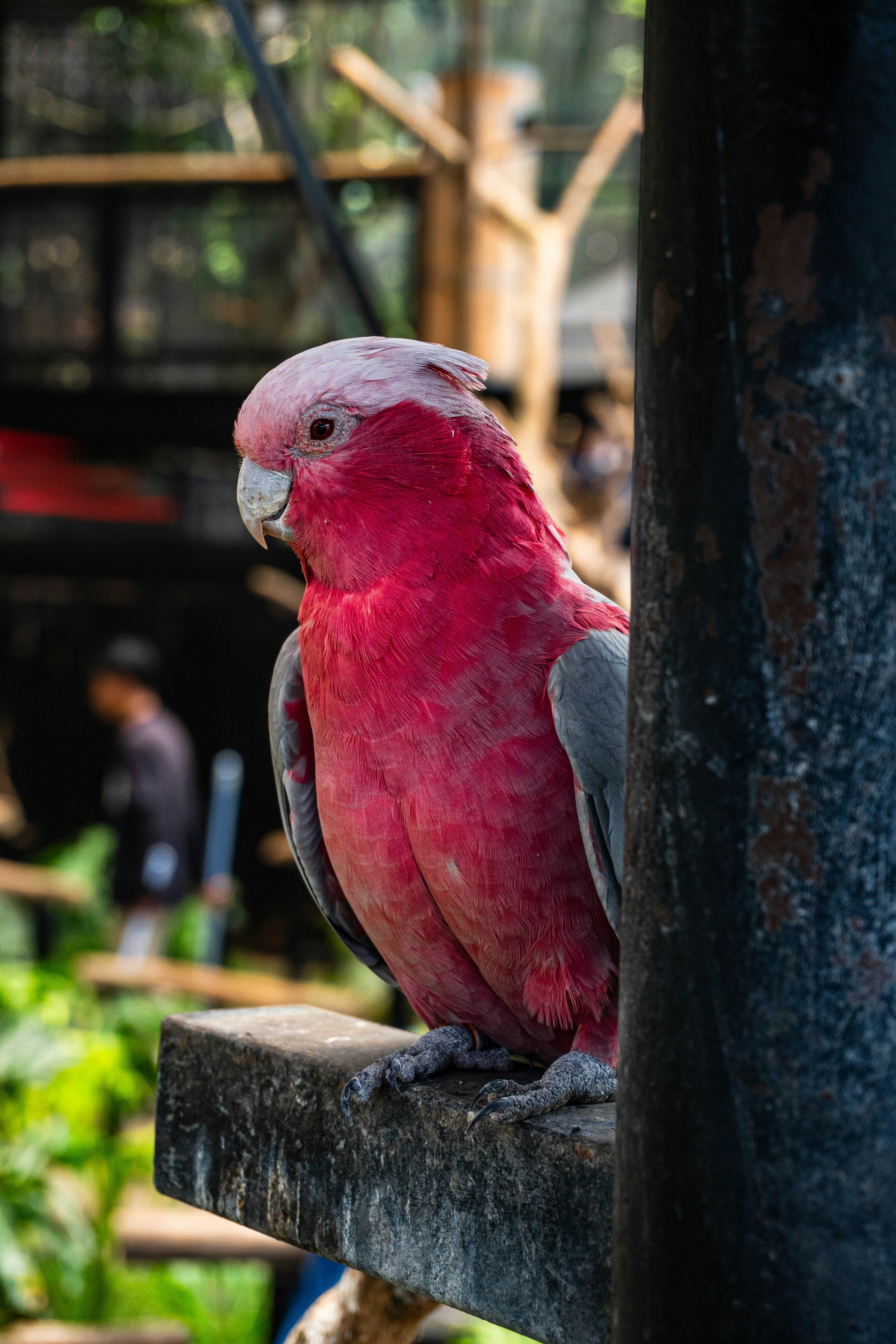 Crimson Parrot Perched by a Weathered Bench