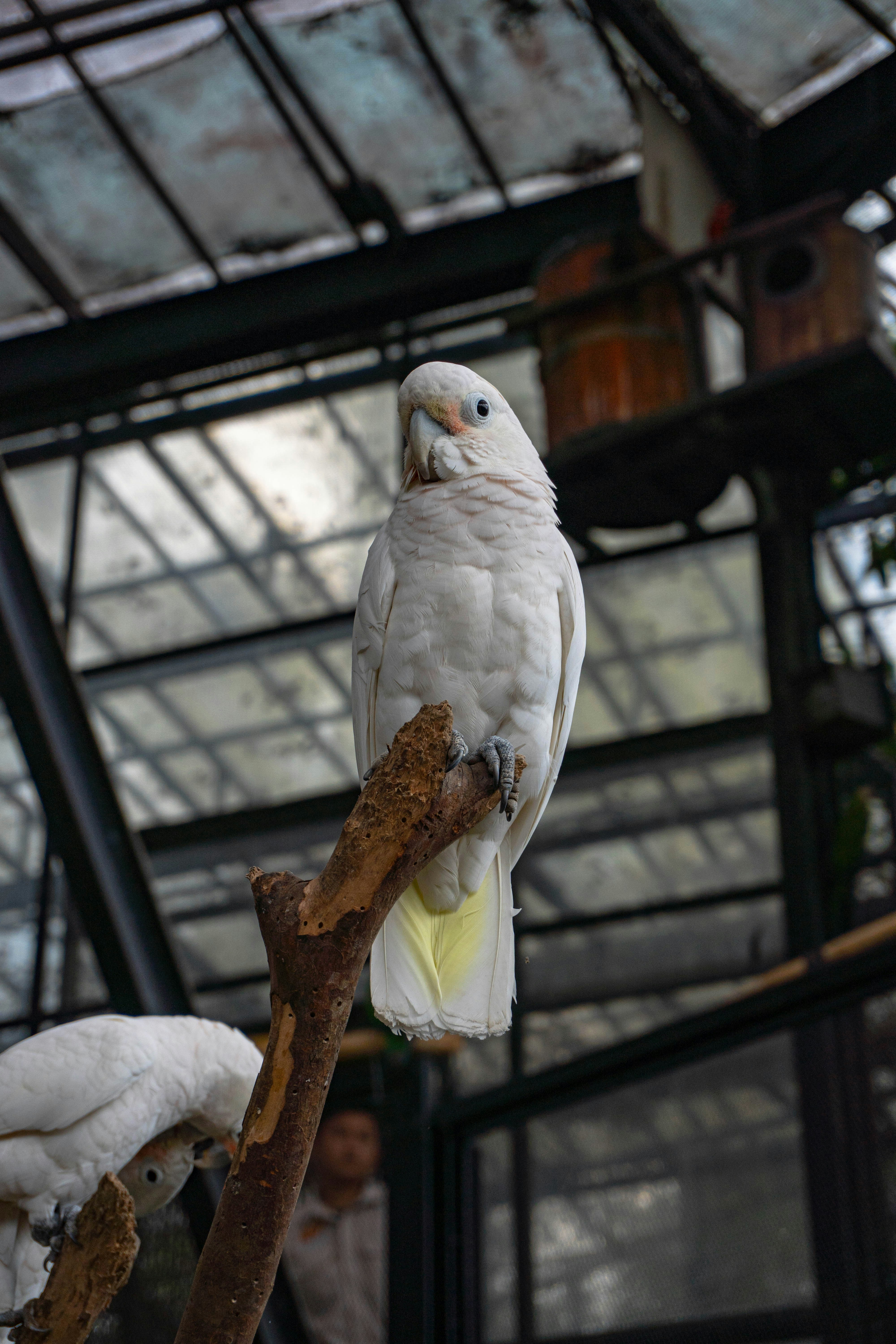 White parrot perched on a weathered branch inside a glass-roof aviary