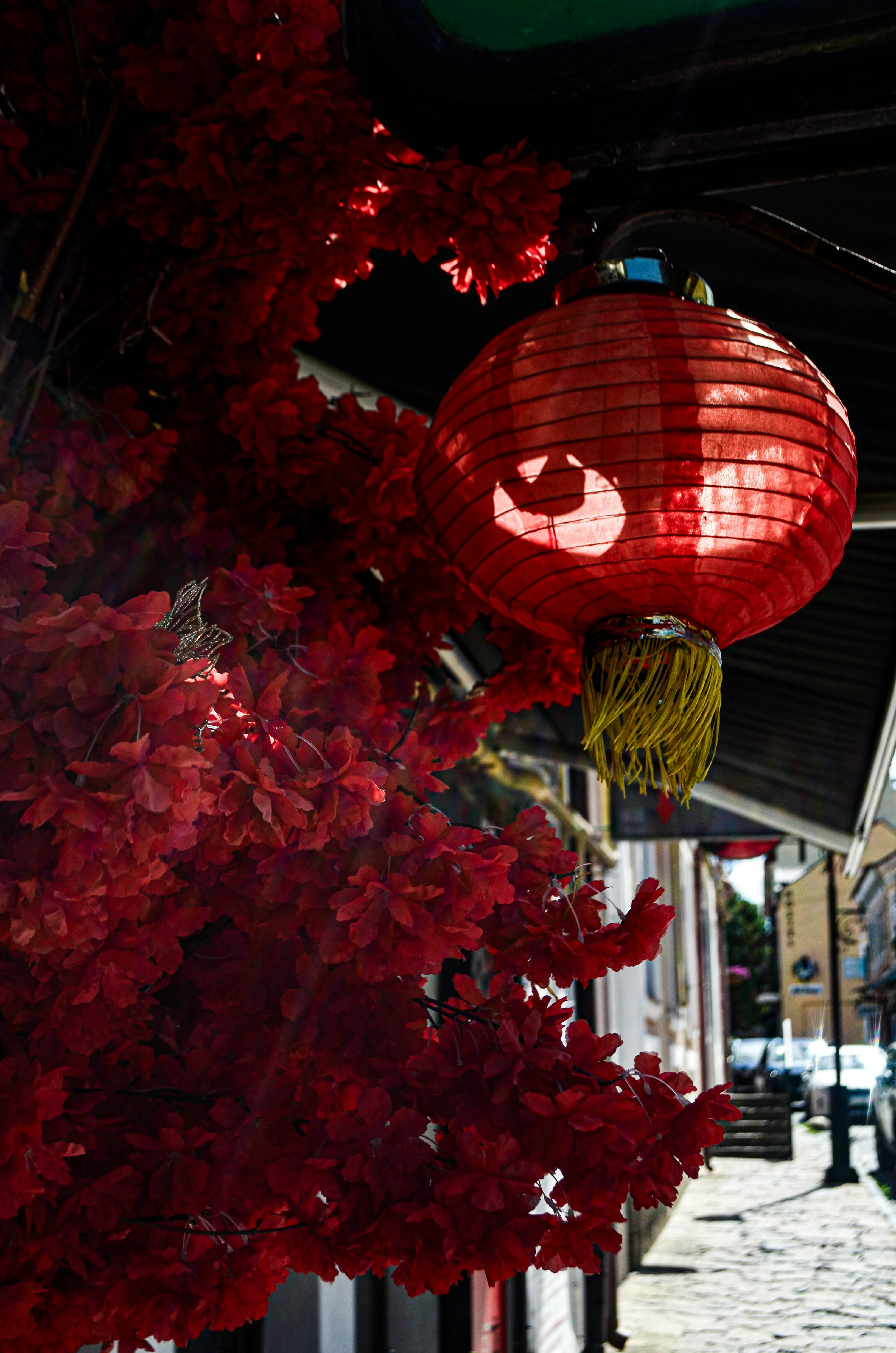 Red Lantern in Bloom: A Sunlit Street Moment