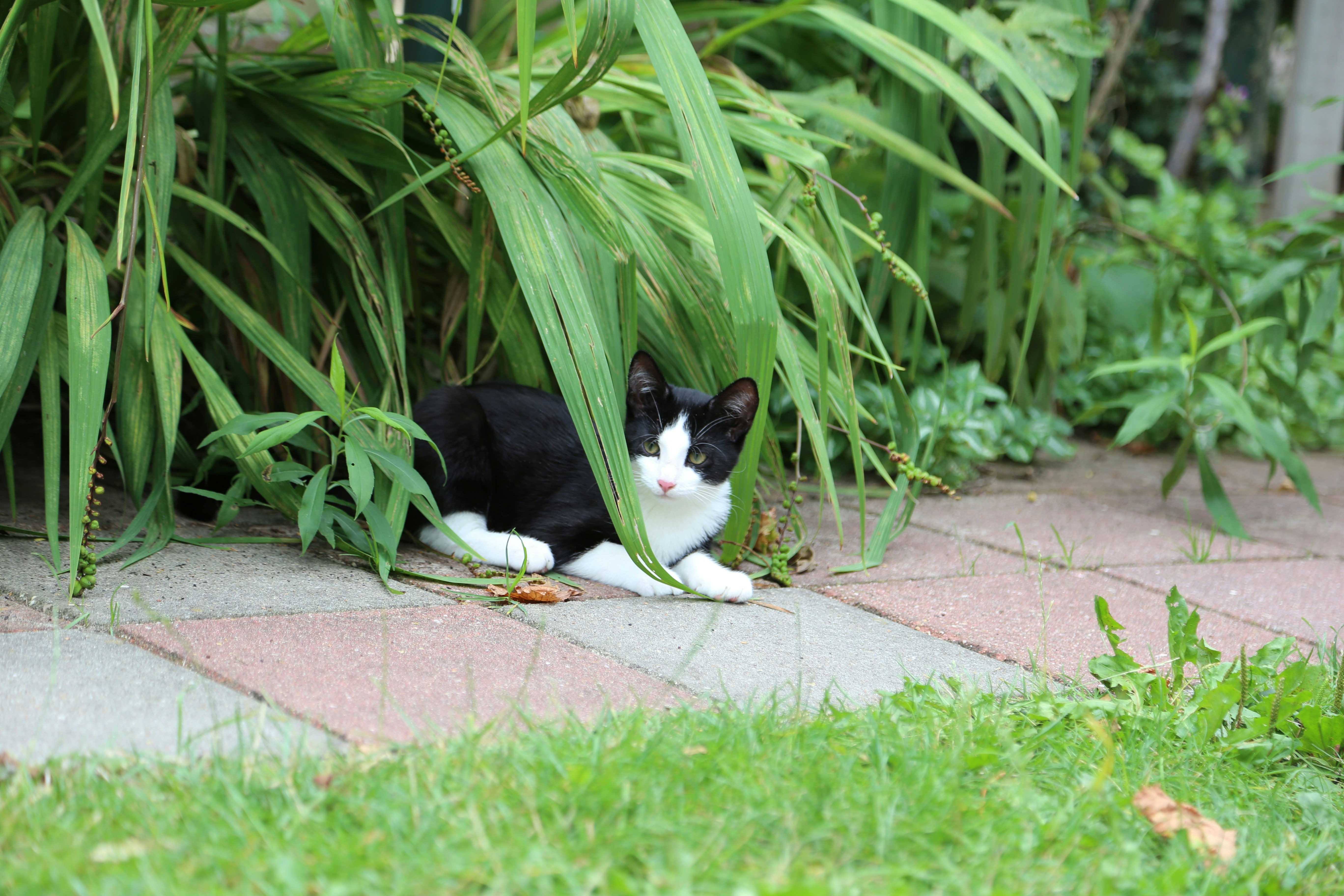Hidden in the Green: Black-and-White Cat Guarding the Garden Path