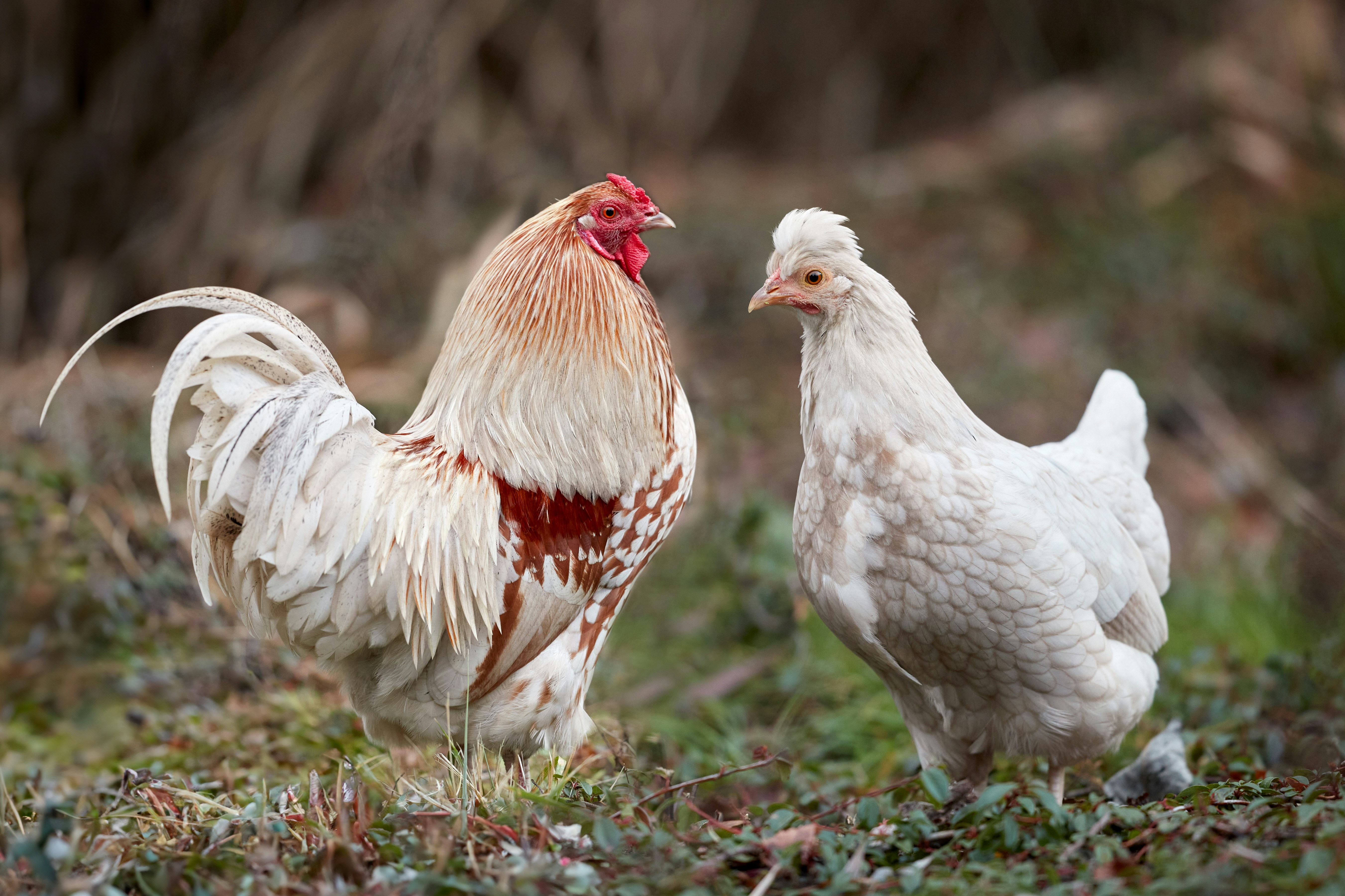 Two Feral Roosters in Gentle Mud: A Close Encounter in Soft Light