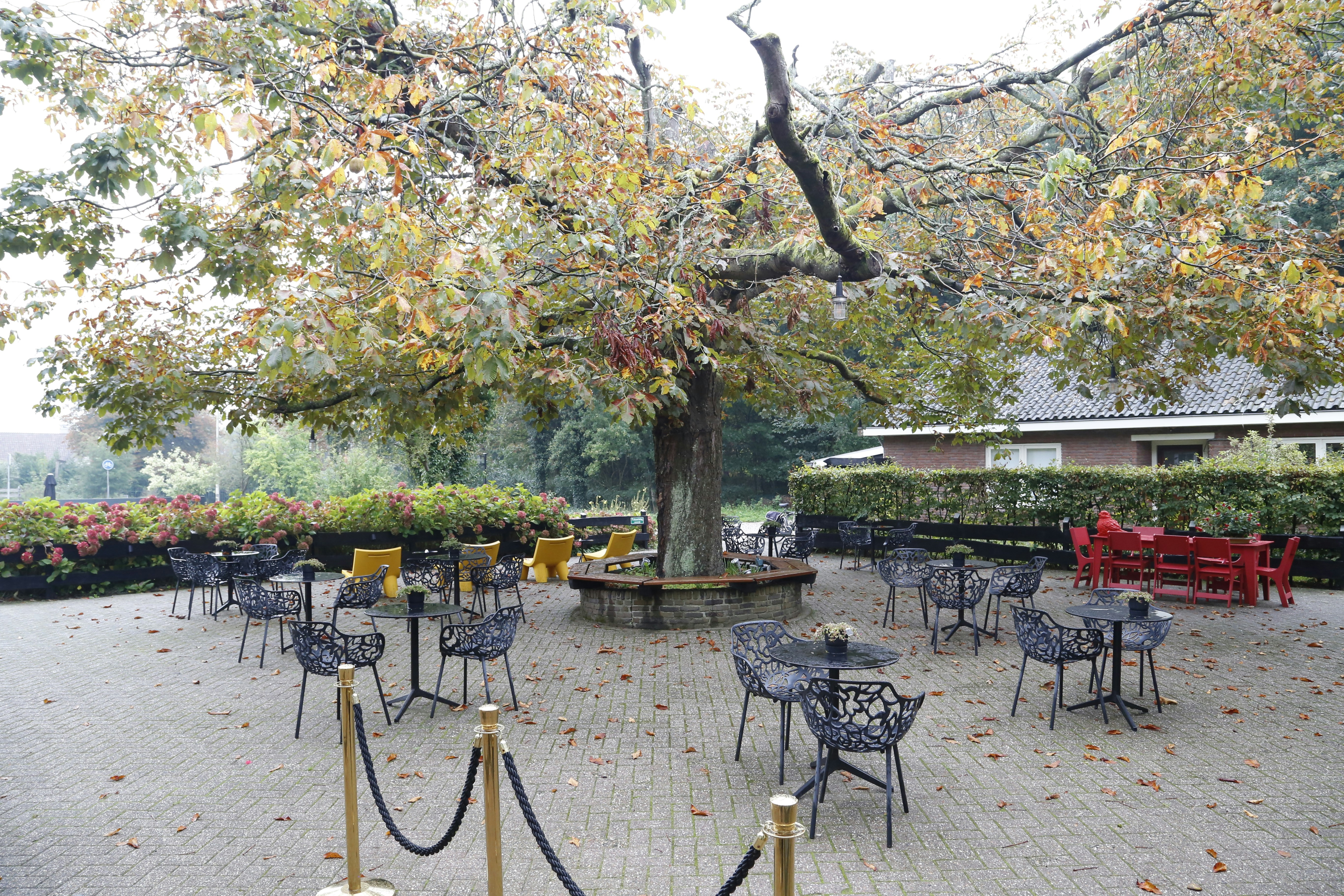 Whispering leaves and a courtyard of quiet chairs beneath a venerable oak