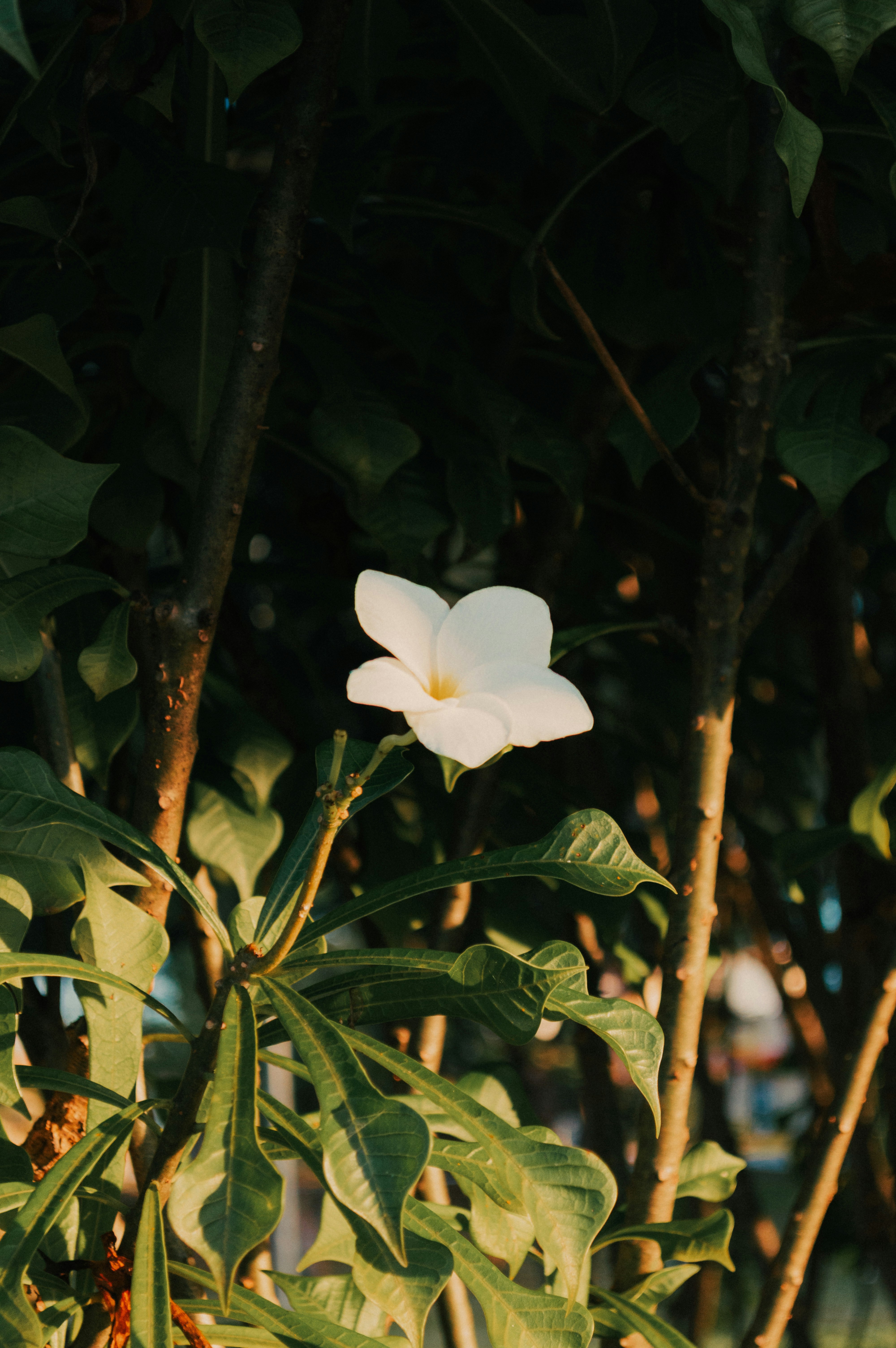 White Plumeria Bloom in a Green Corridor