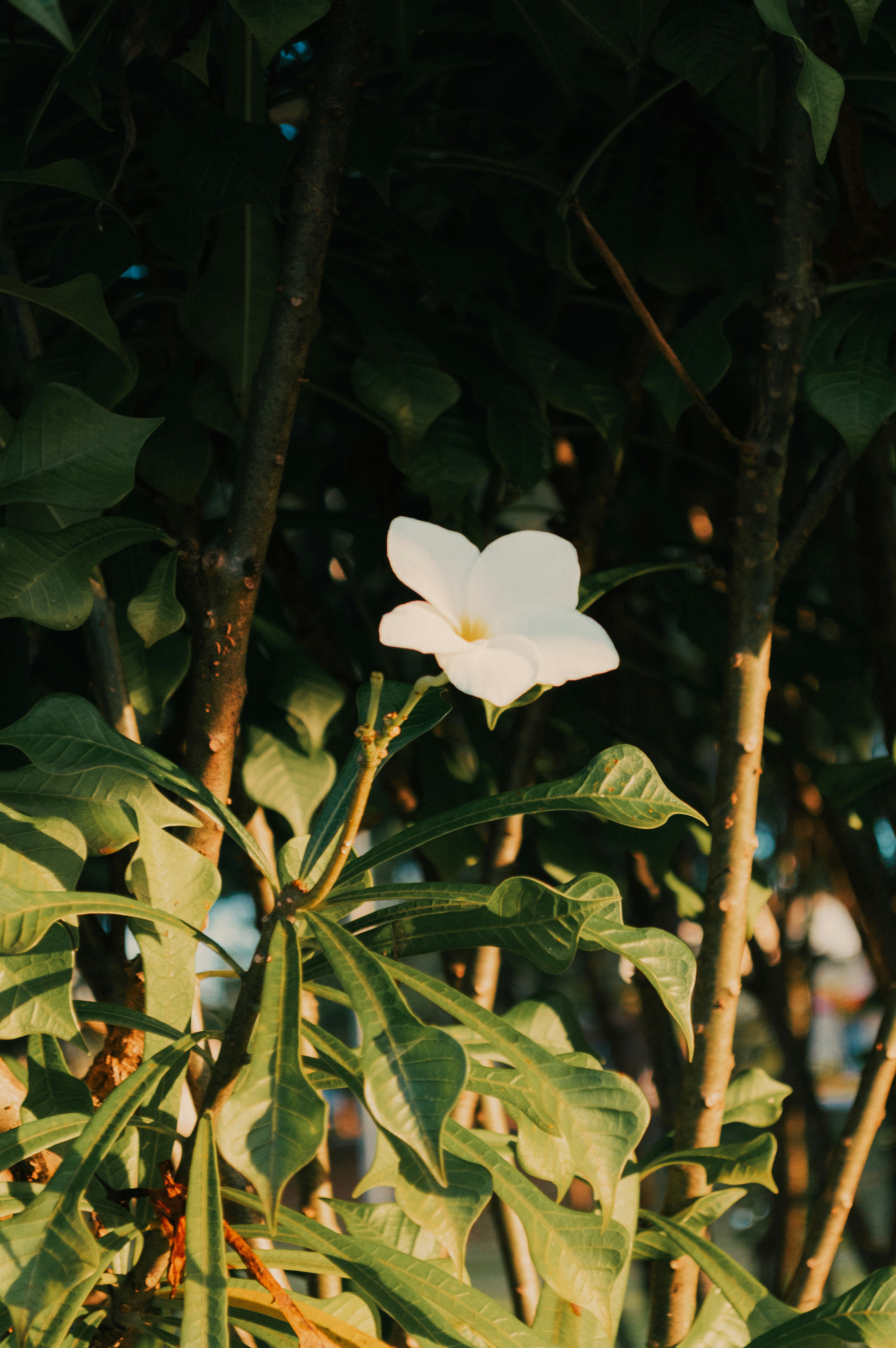 White Plume in Green Velvet: A Bloom Amid Foliage