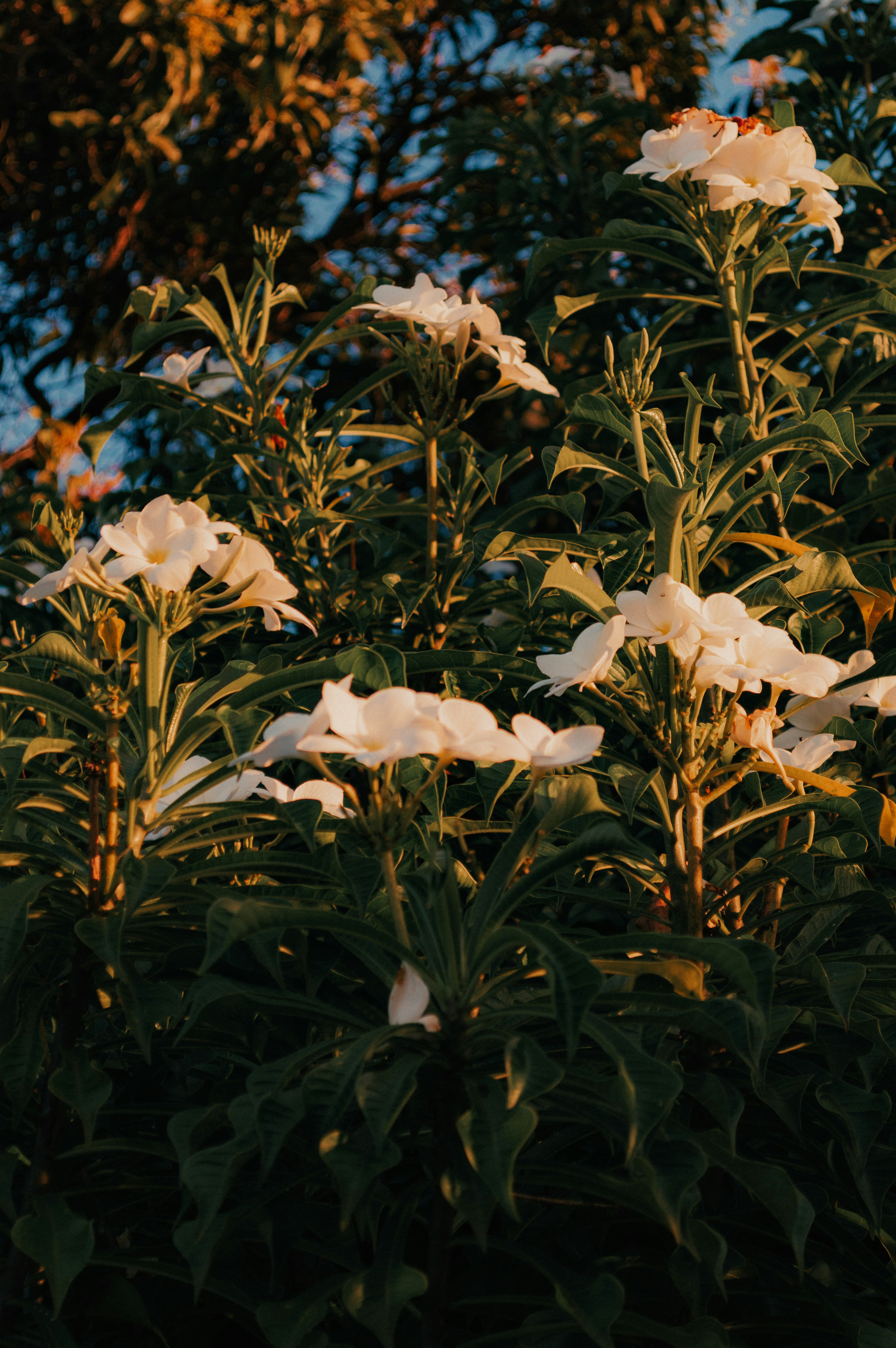 Golden-hour White Blooms Amid Green Foliage