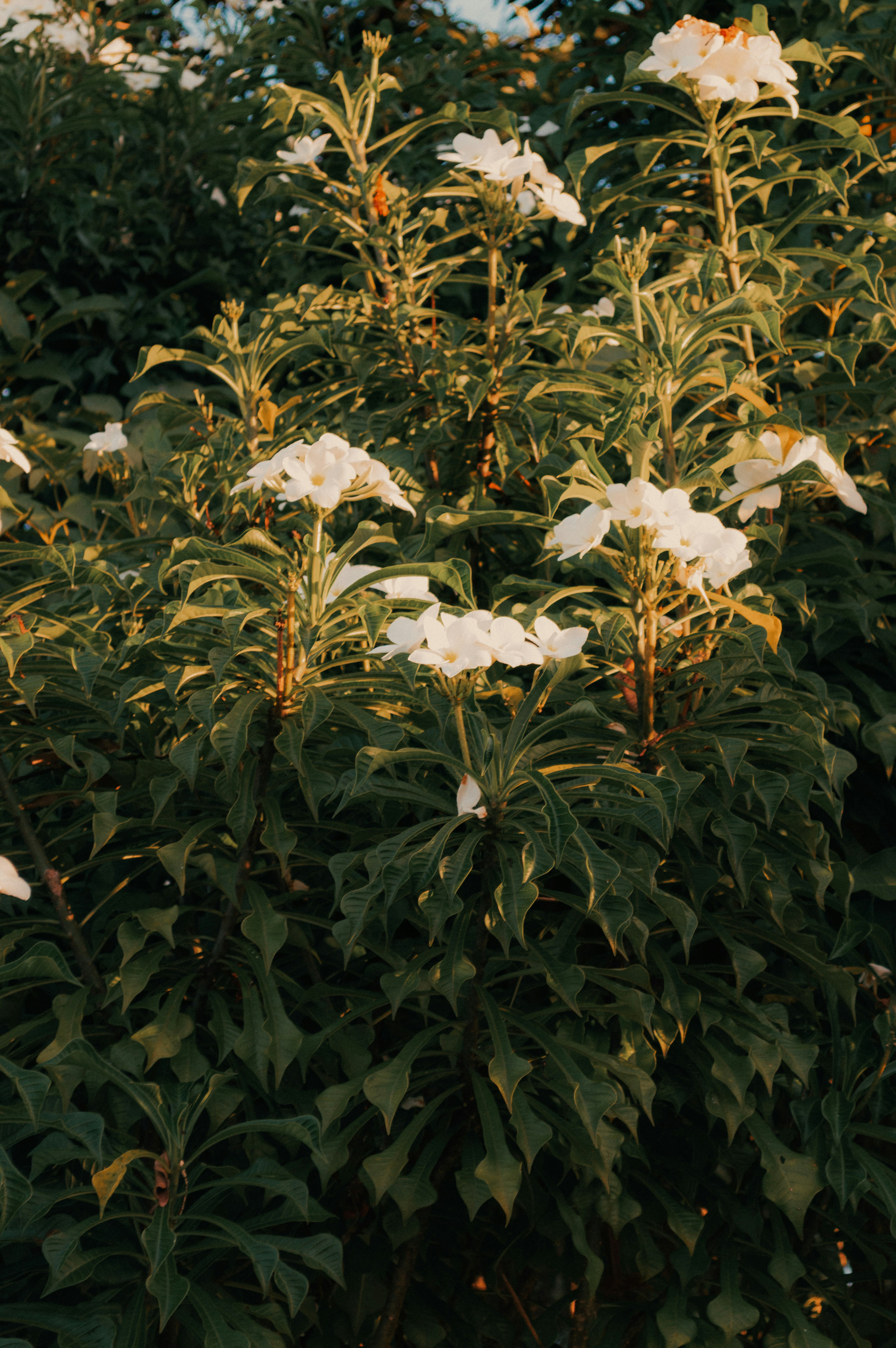 Soft morning light on a flowering shrub