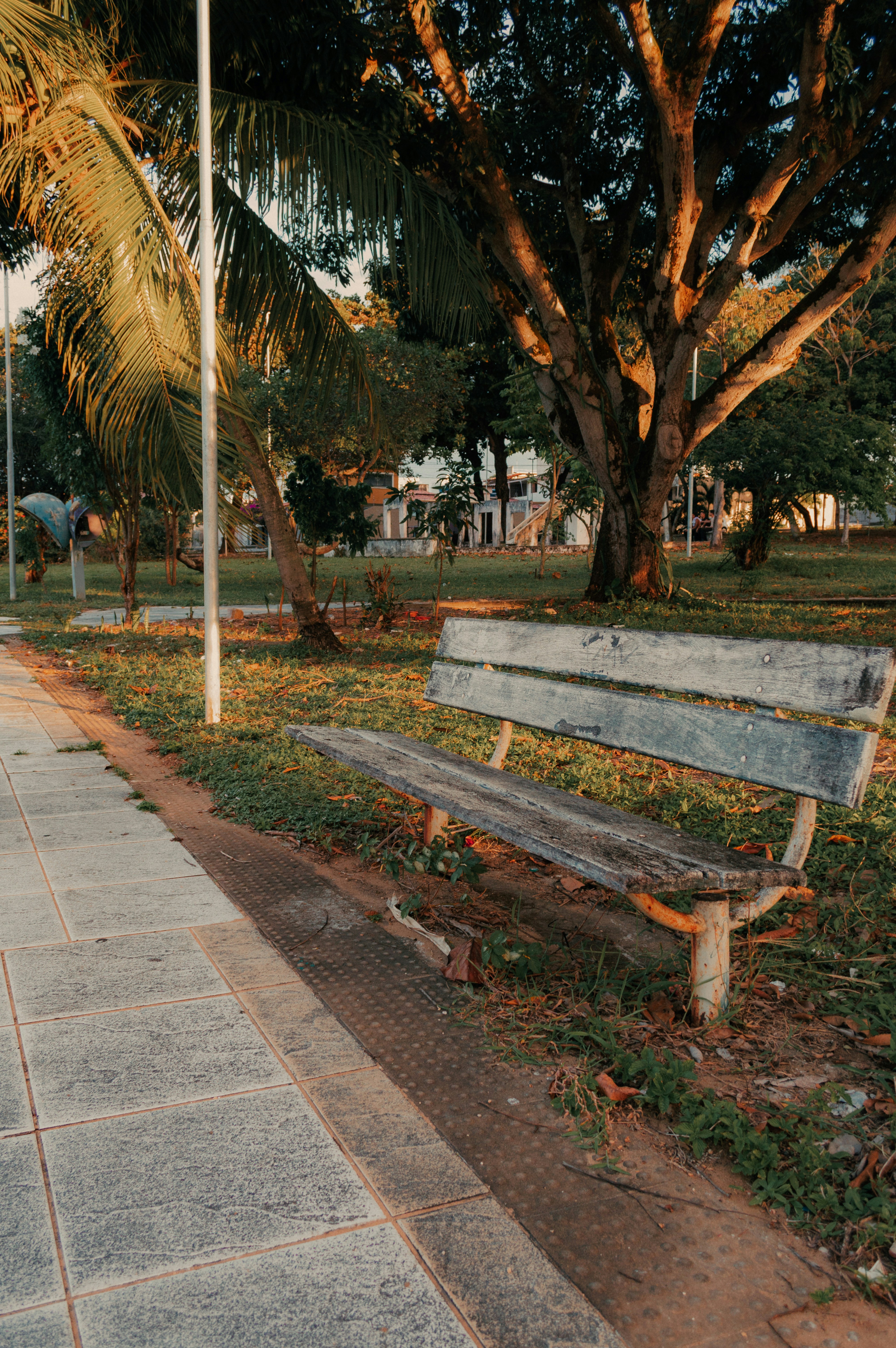 Sunlit Park Bench Amid towering palms