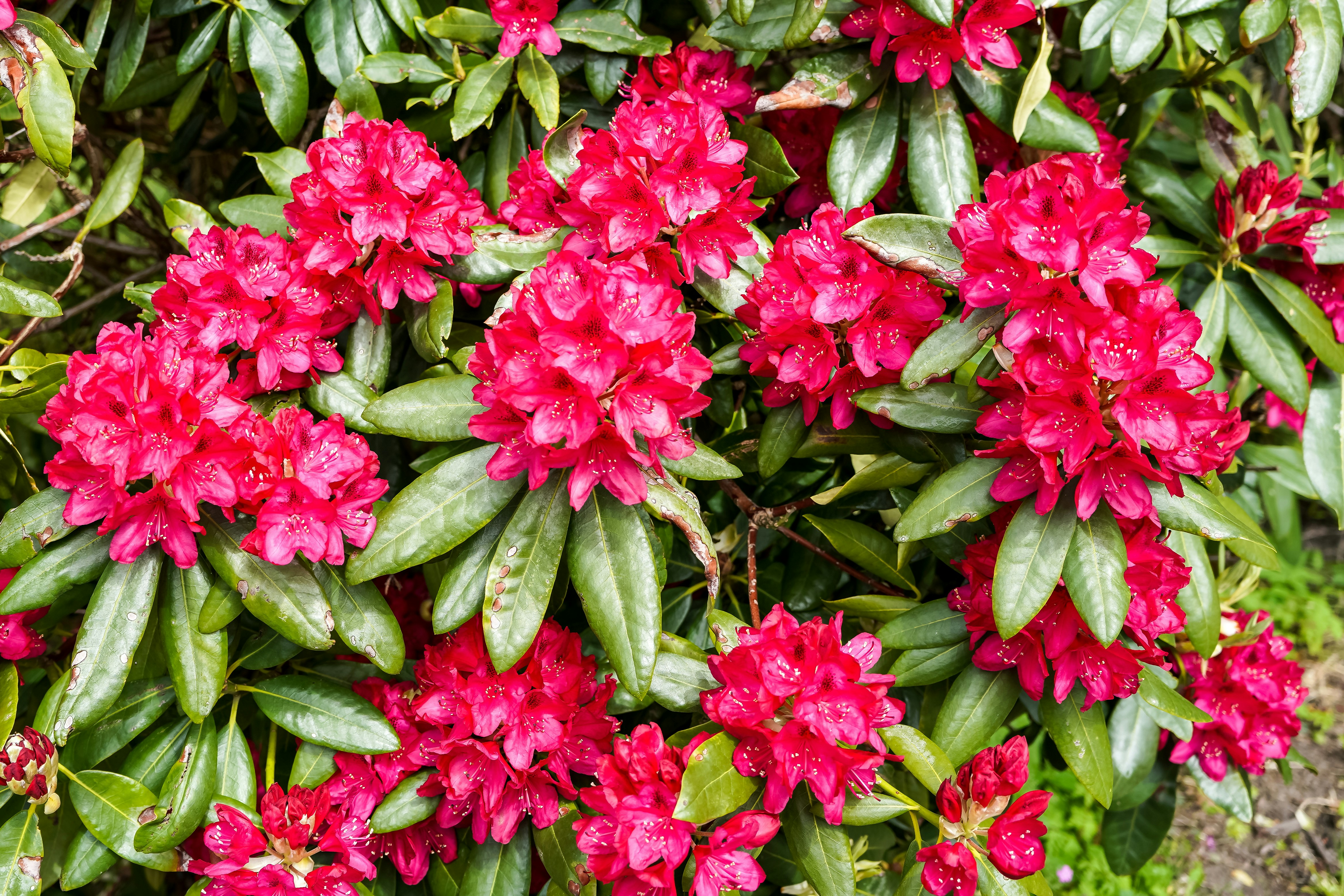 Emerald Canopy of Crimson Blooms