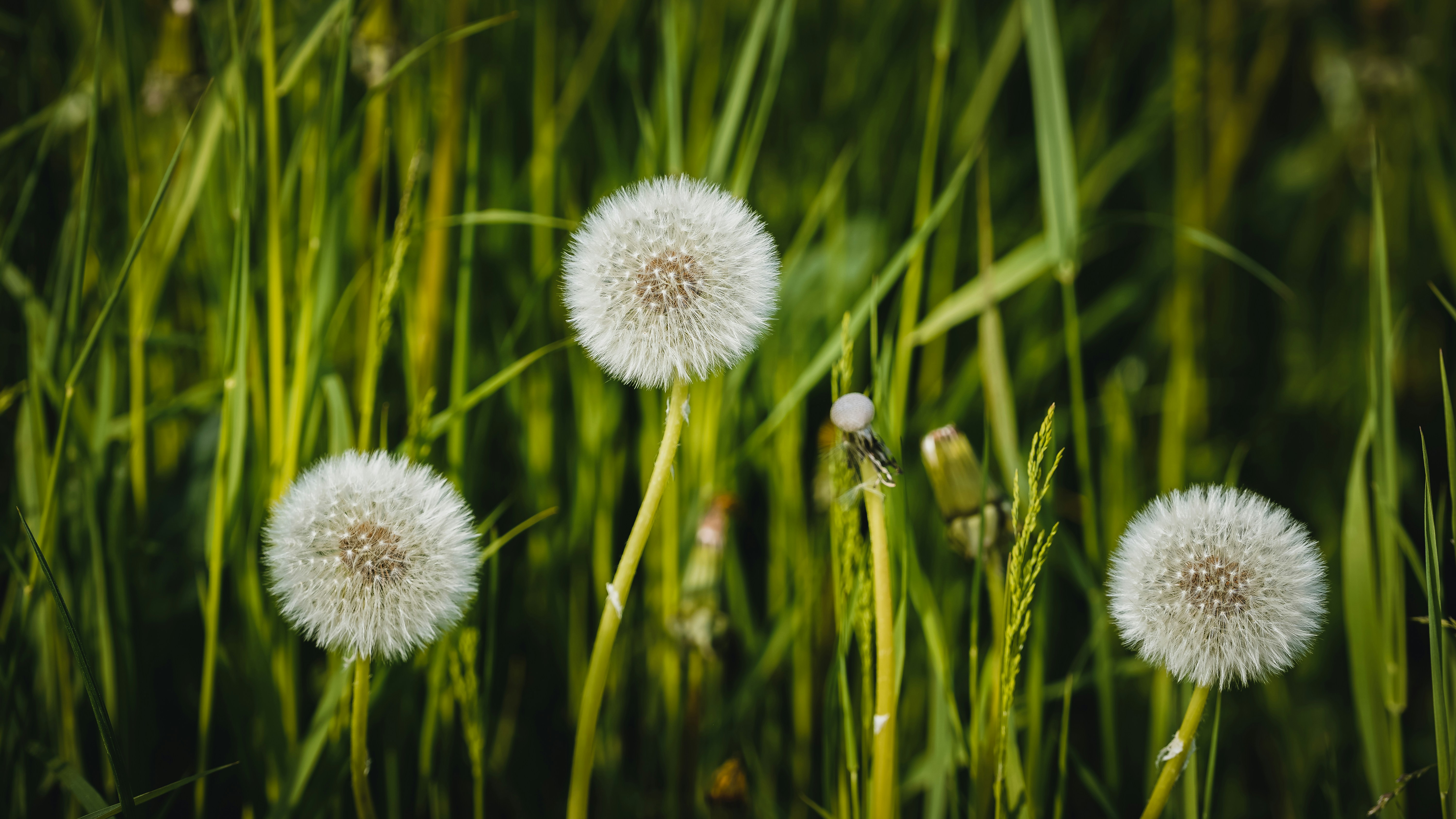 White Puffs in a Sea of Green
