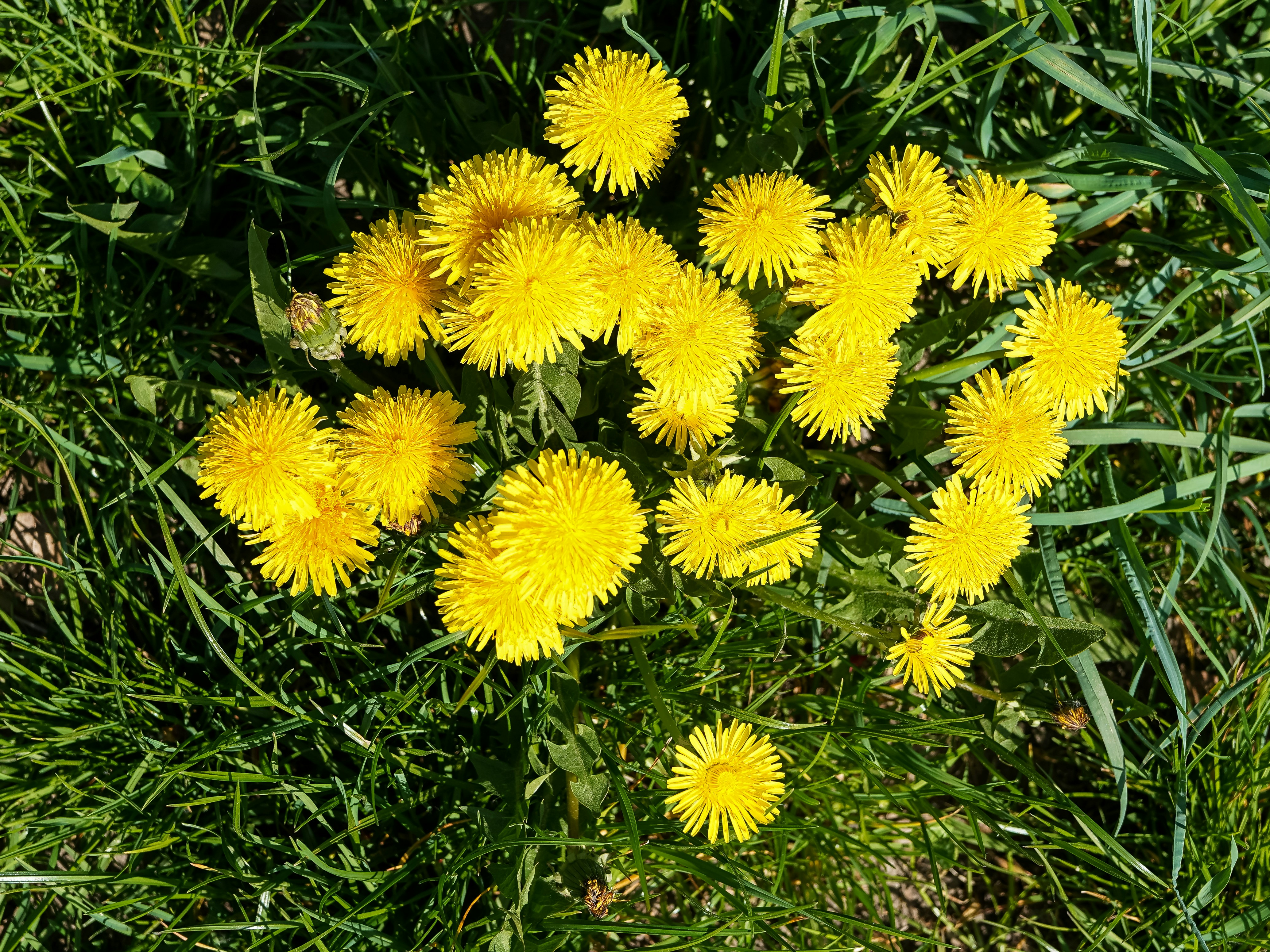 Sunlit yellow dandelions cluster in a lush green bed