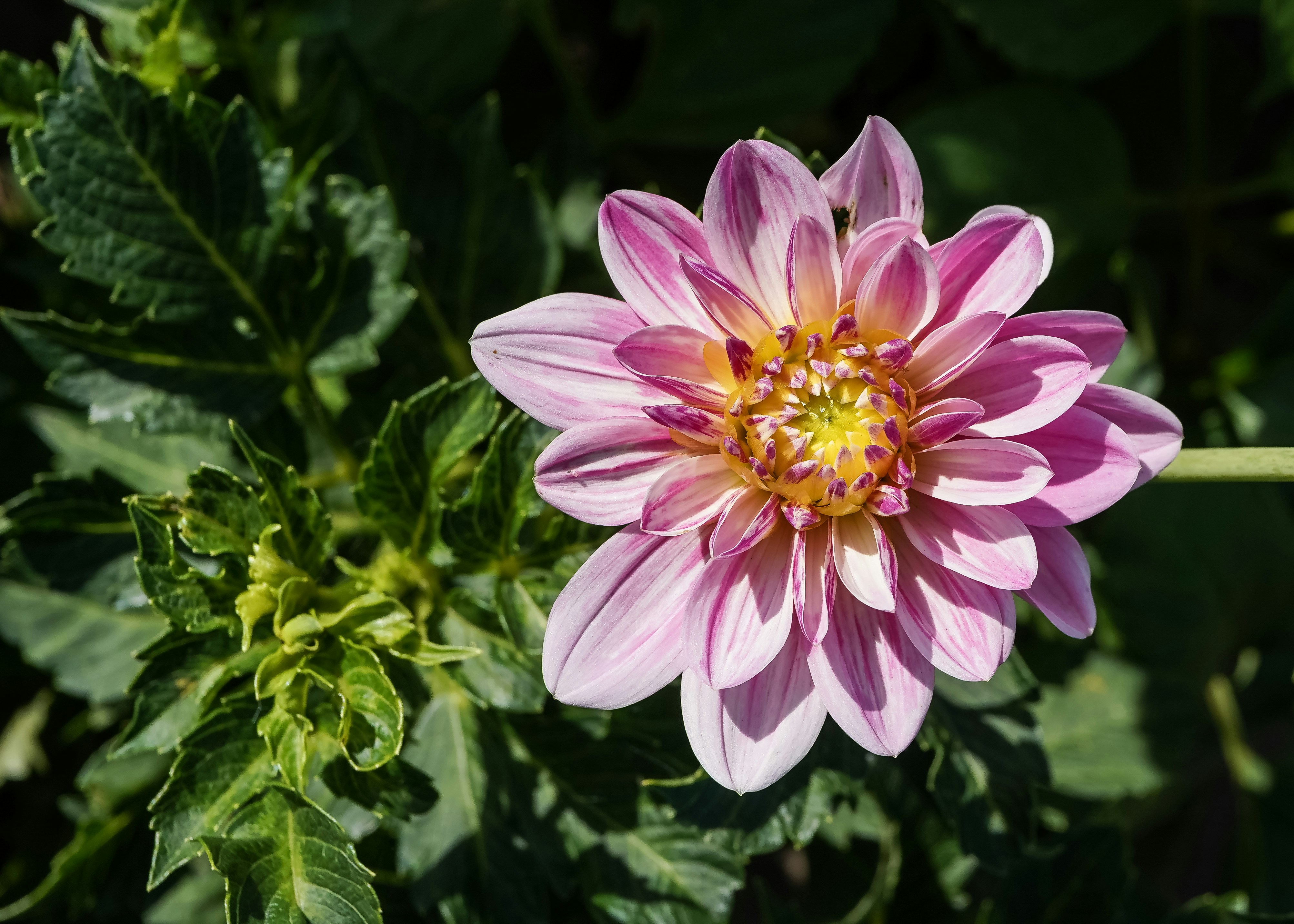 Pink Dahlia Blossom Spreading Sunlit Petals