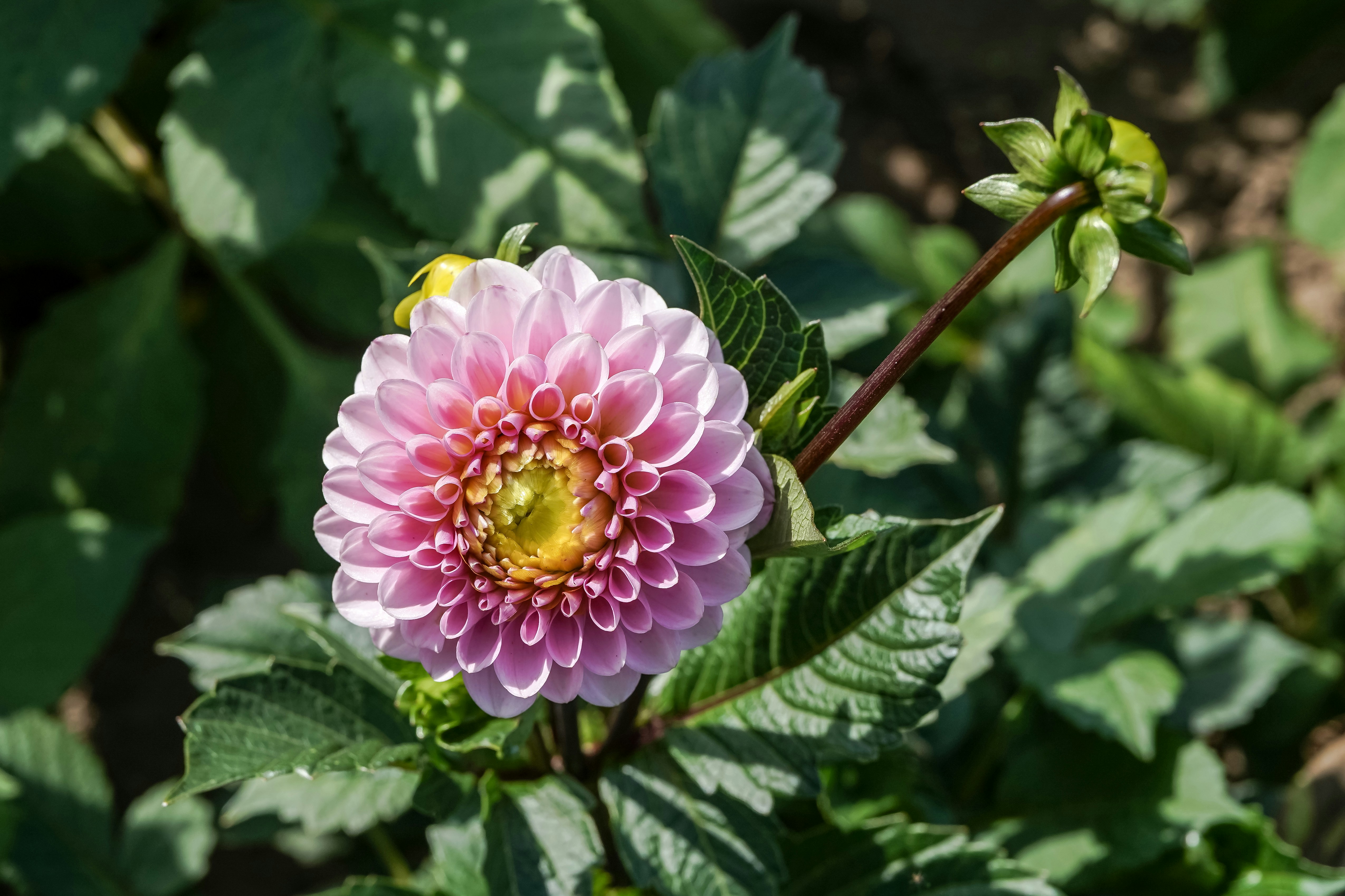 Petal Carousel: a Pink Dahlia in Sunlit Green
