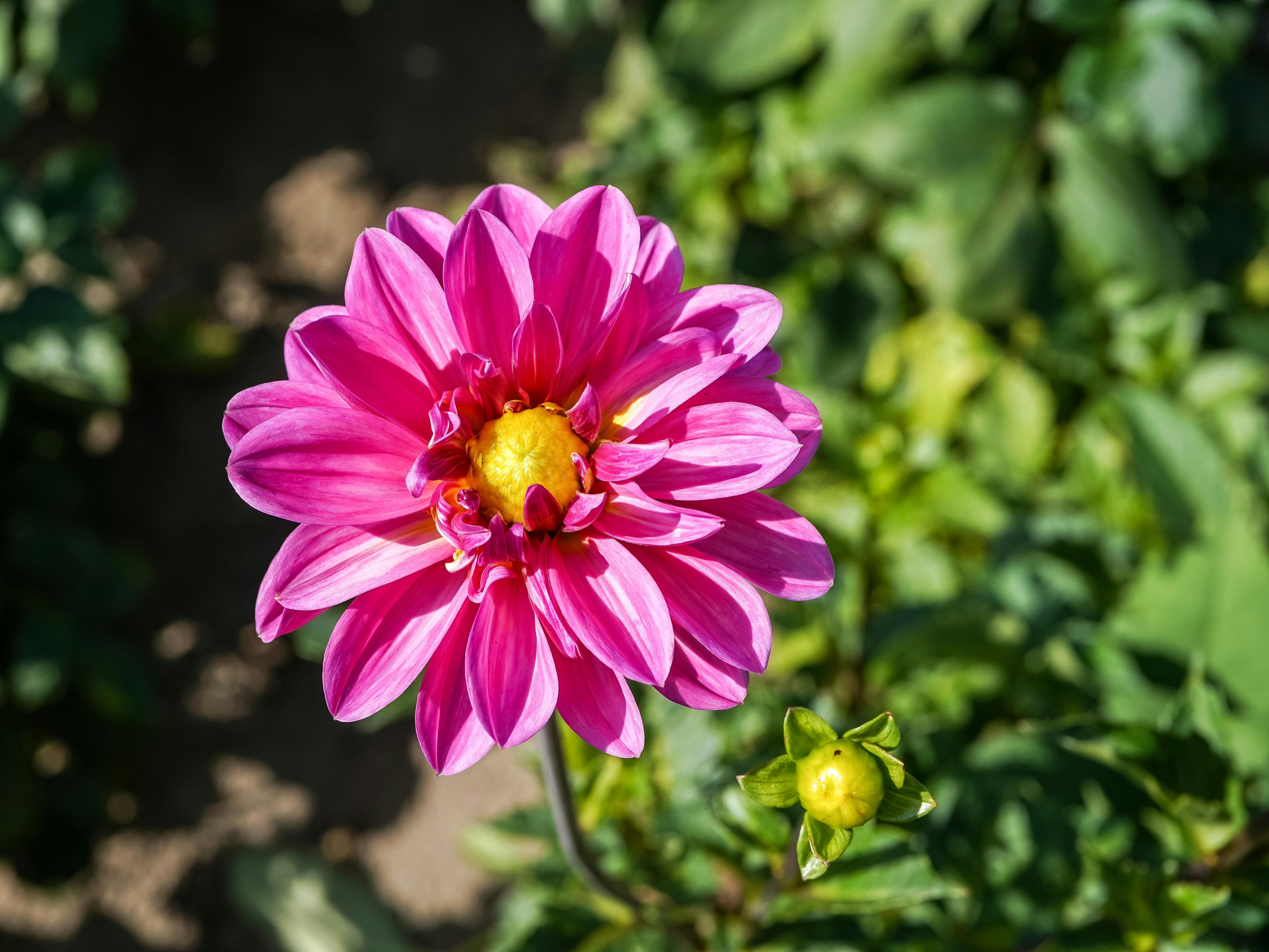 Pink Dahlia Crown: Center Stage in Warm Garden Light