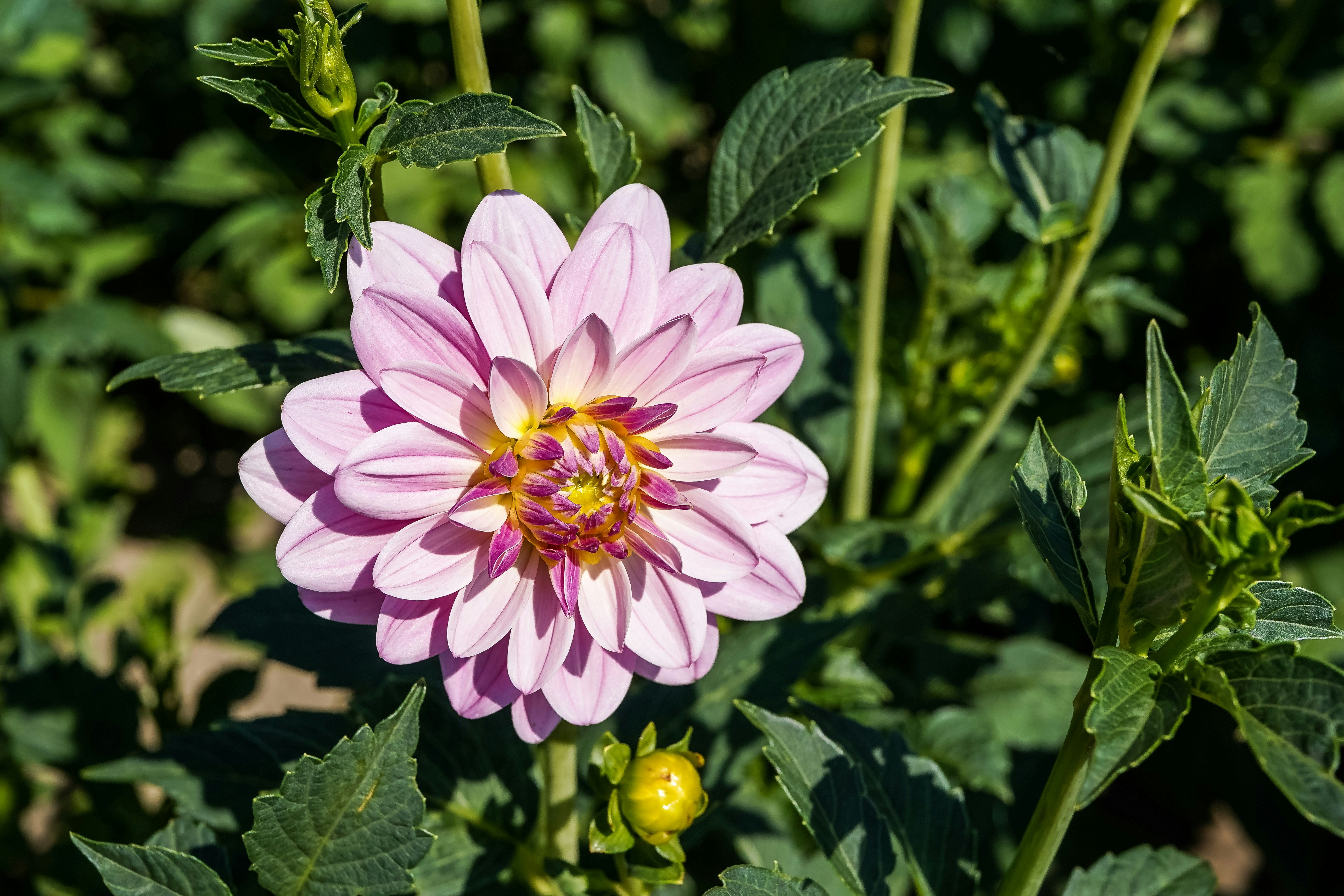 Blossom in Focus: A Pink Dahlia Spotlight