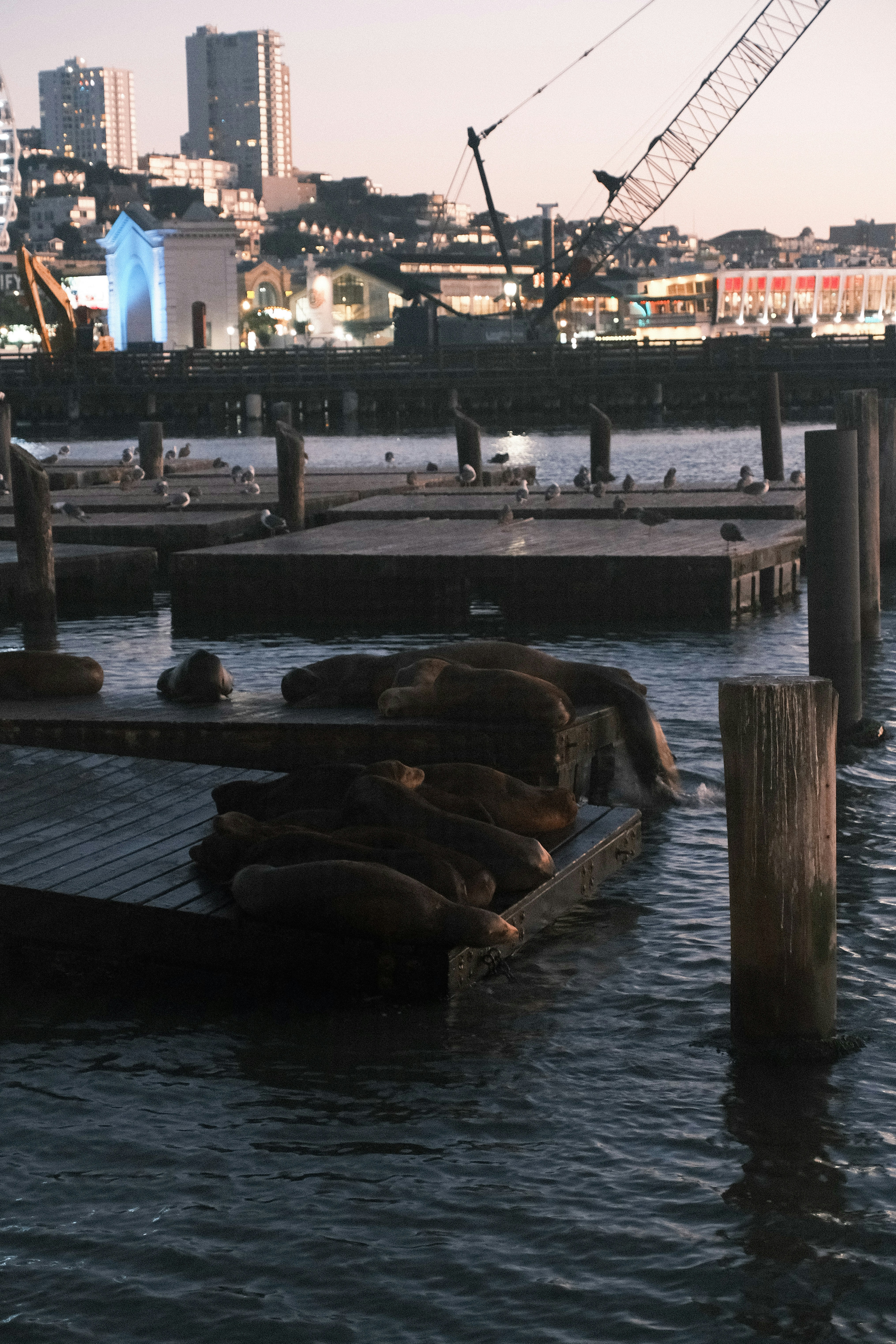 Seals at Dusk: A Pierfront Harbor Quietly Comes Alive