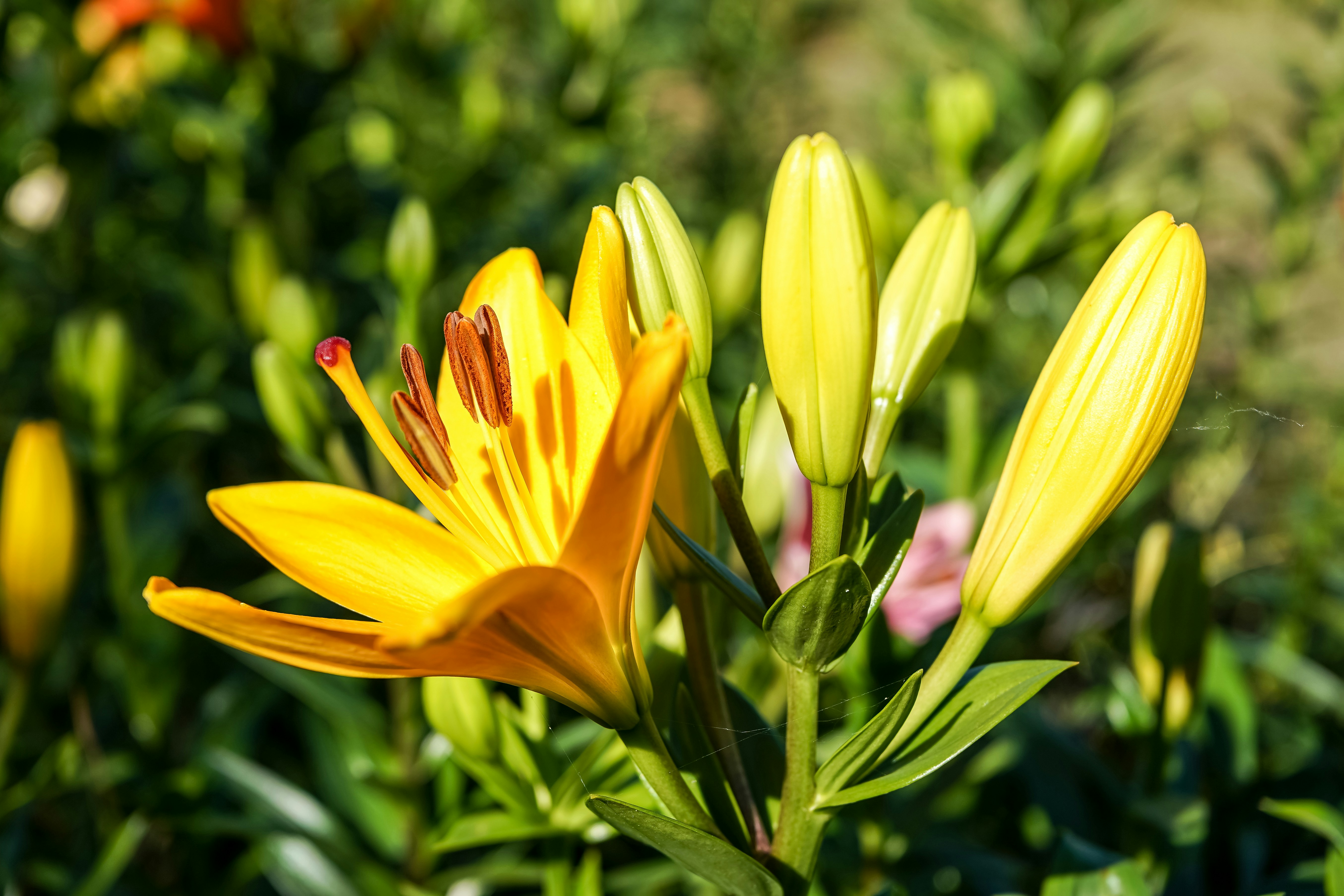 Sunlit Lily Burst: An Orange Bloom in Sharp Focus