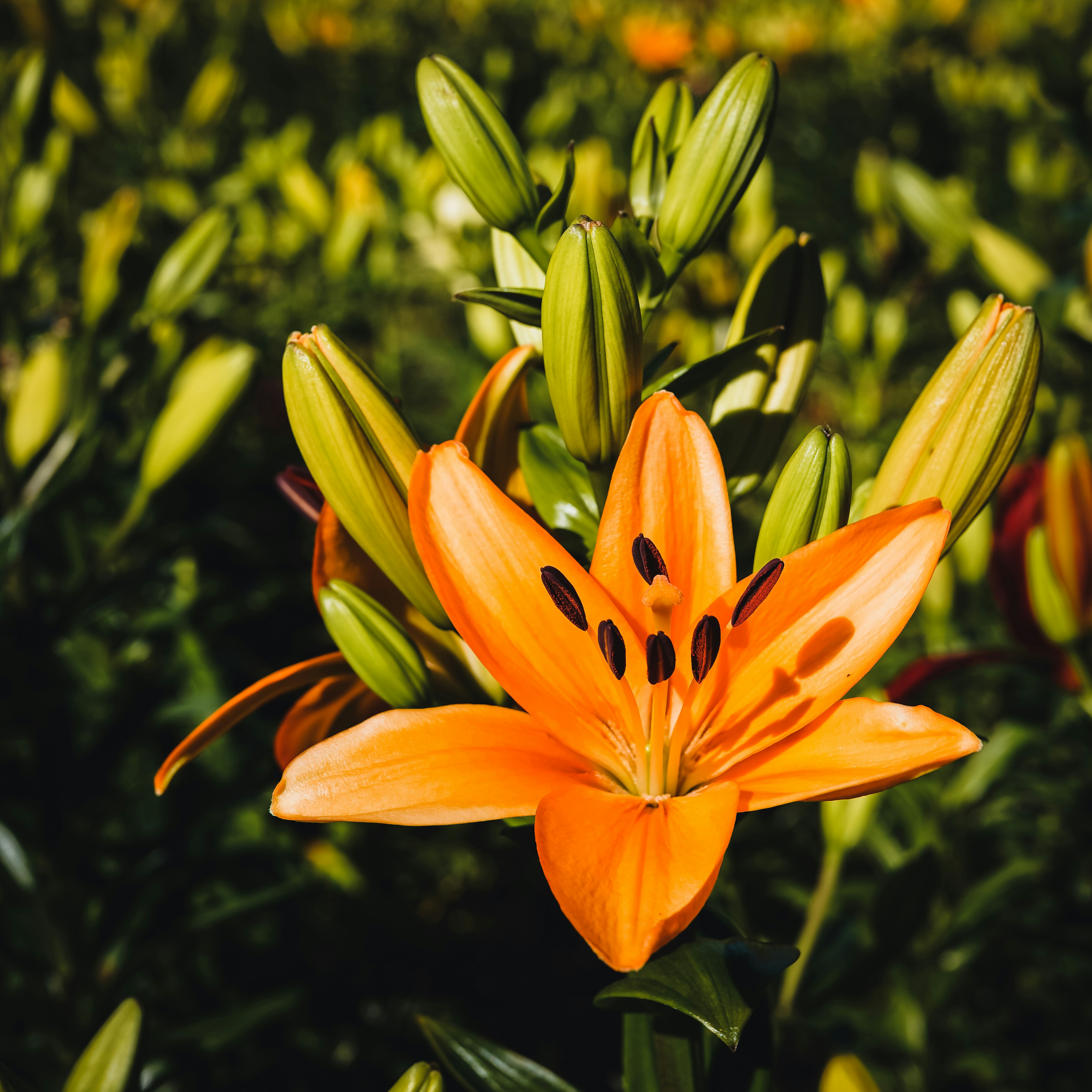 Orange Lily in Sharp Focus: Center Stage Amid Verdant Backdrop