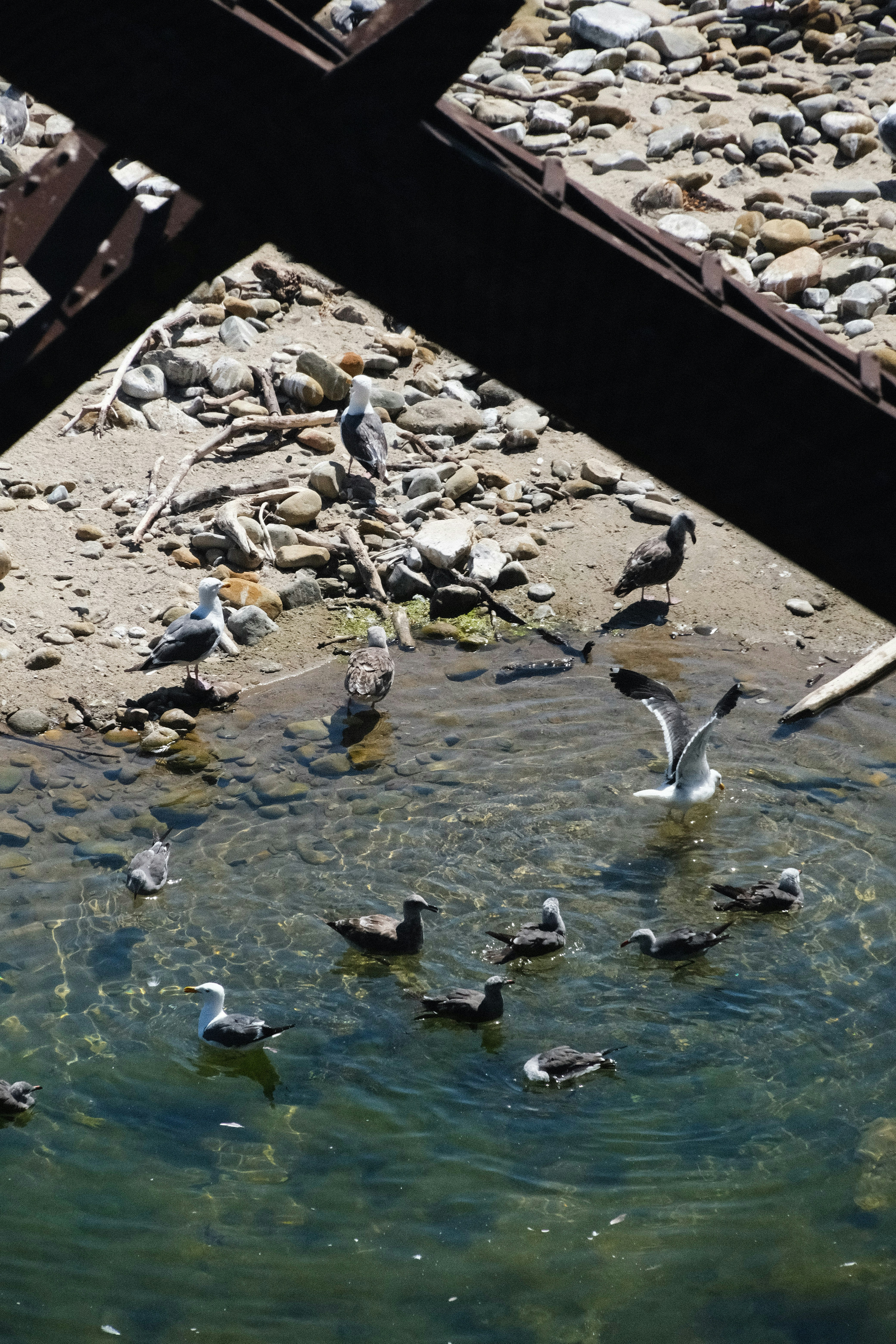 Shoreline Shuffle Under a Wrecked Bridge