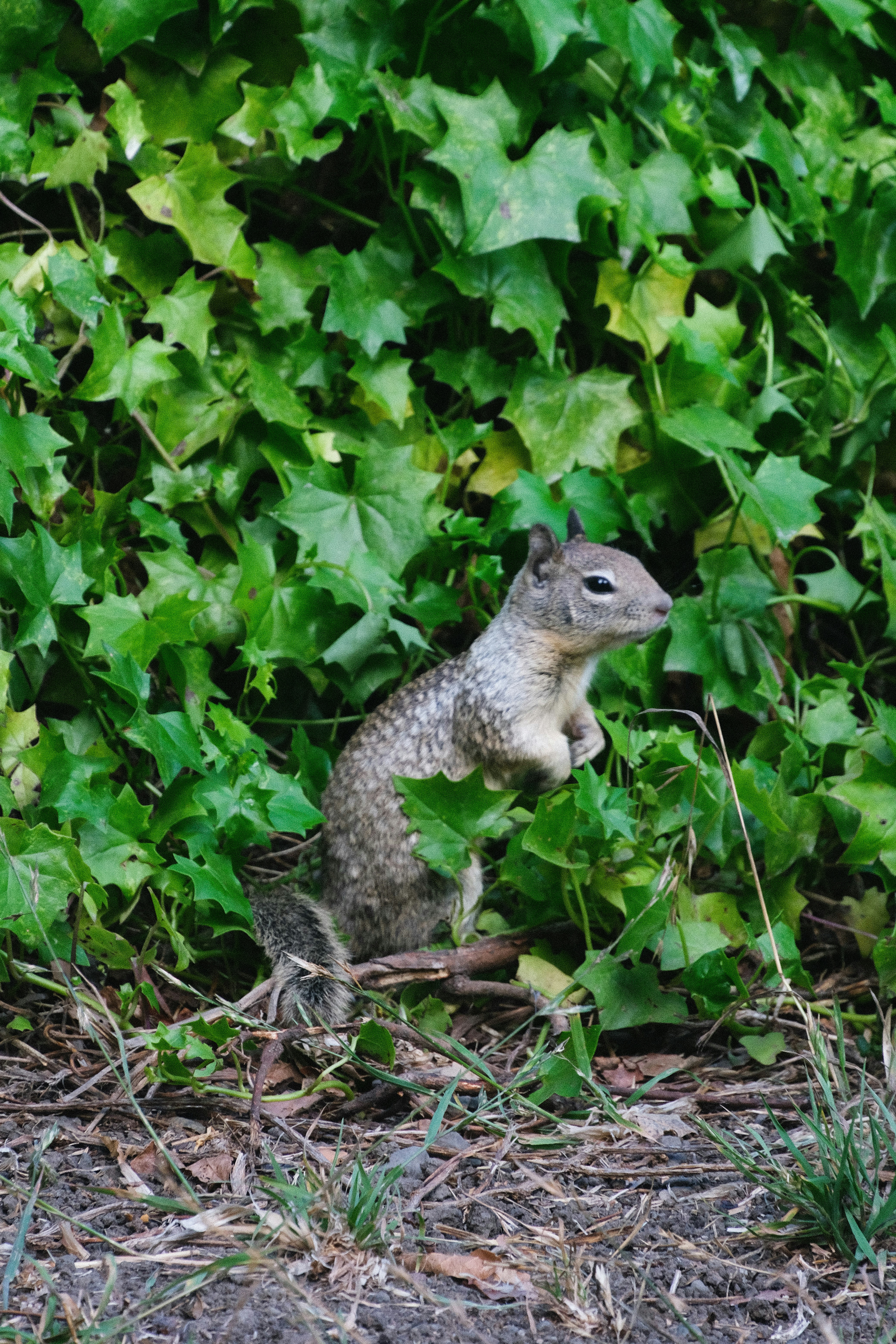 Bold Squirrel Amid Dense Ivy