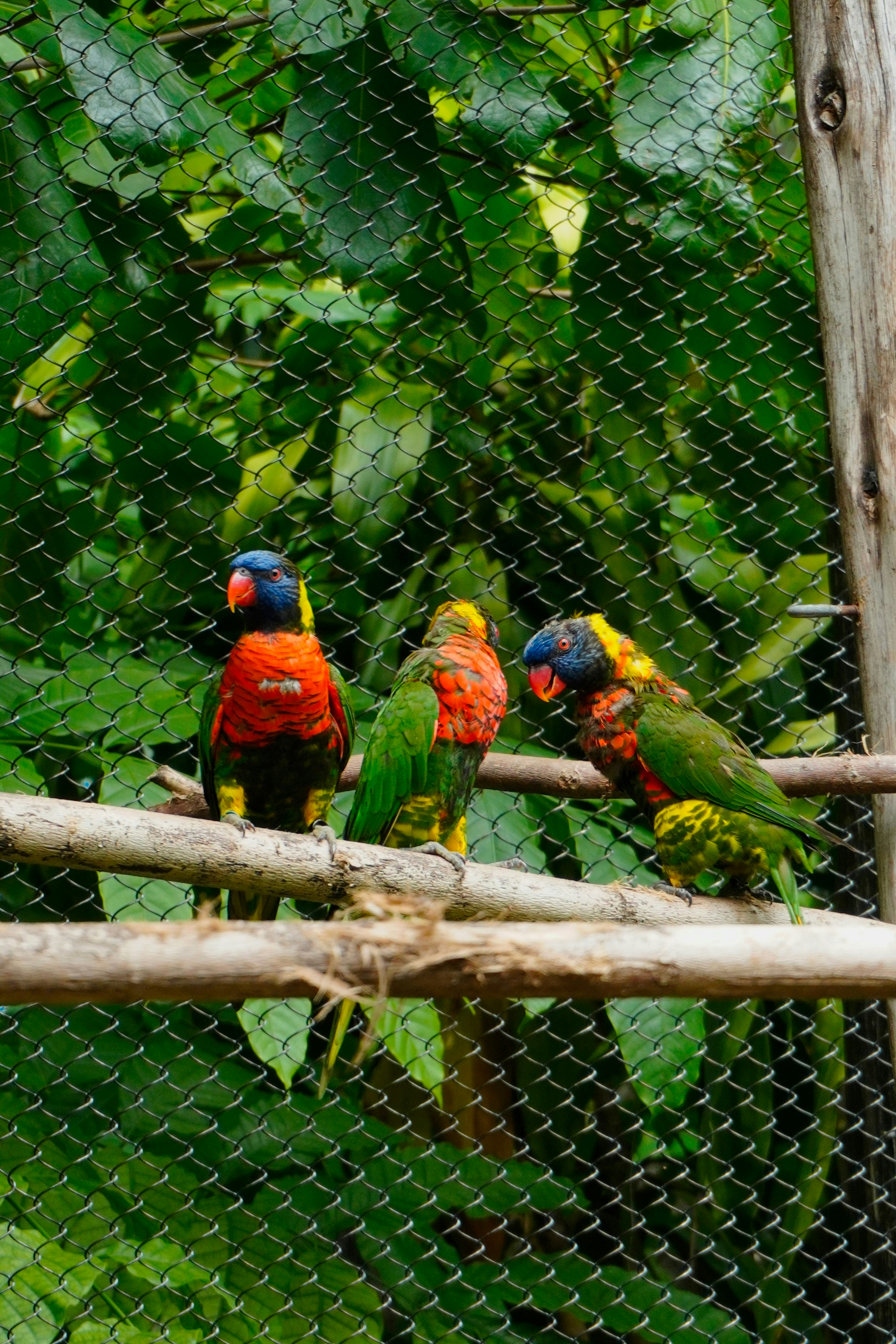 Three sunlit lorikeets perch on a rustic branch behind a chain-link enclosure
