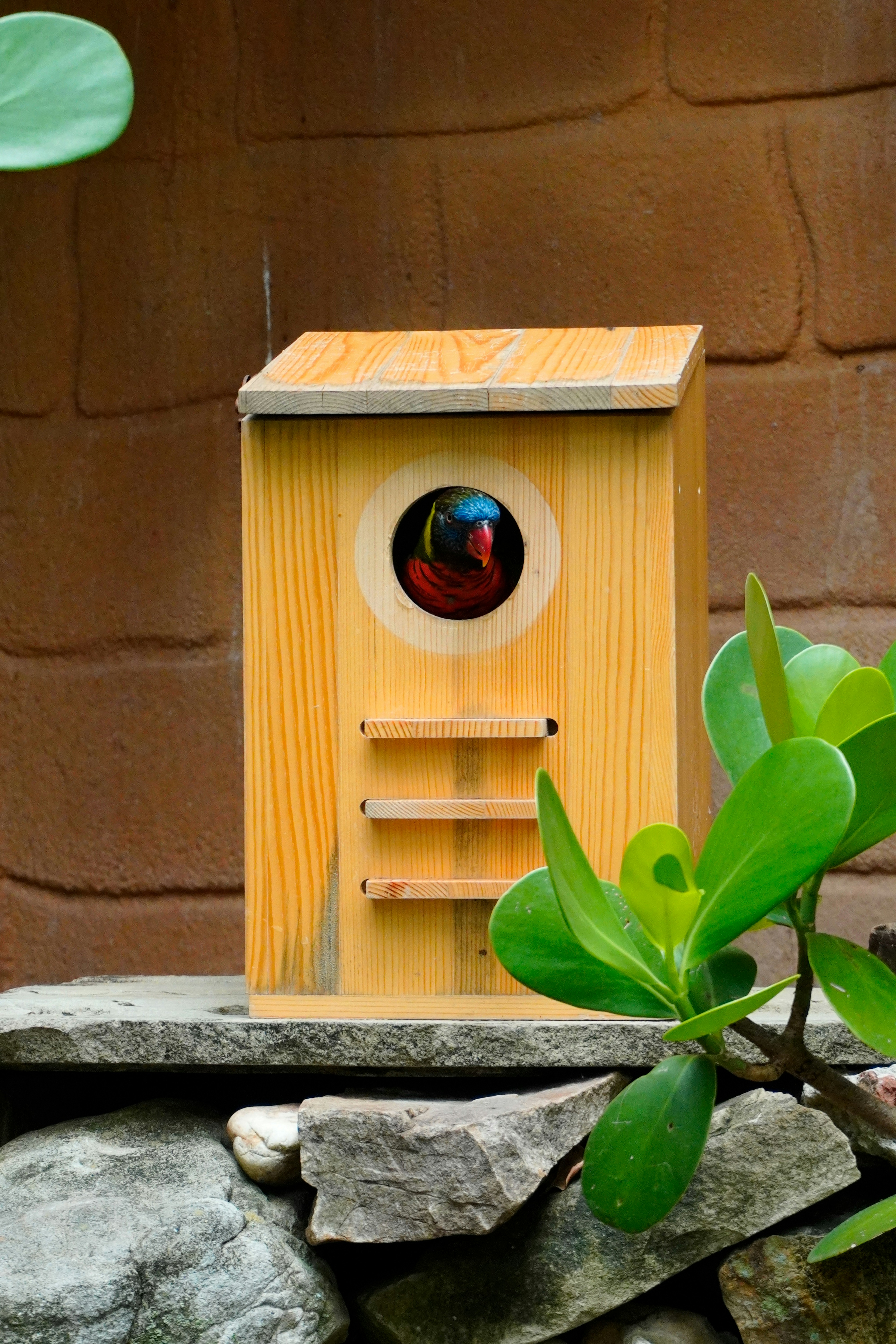 Nestling Conductor: A Tiny Birdhouse Guarded by Green Foliage