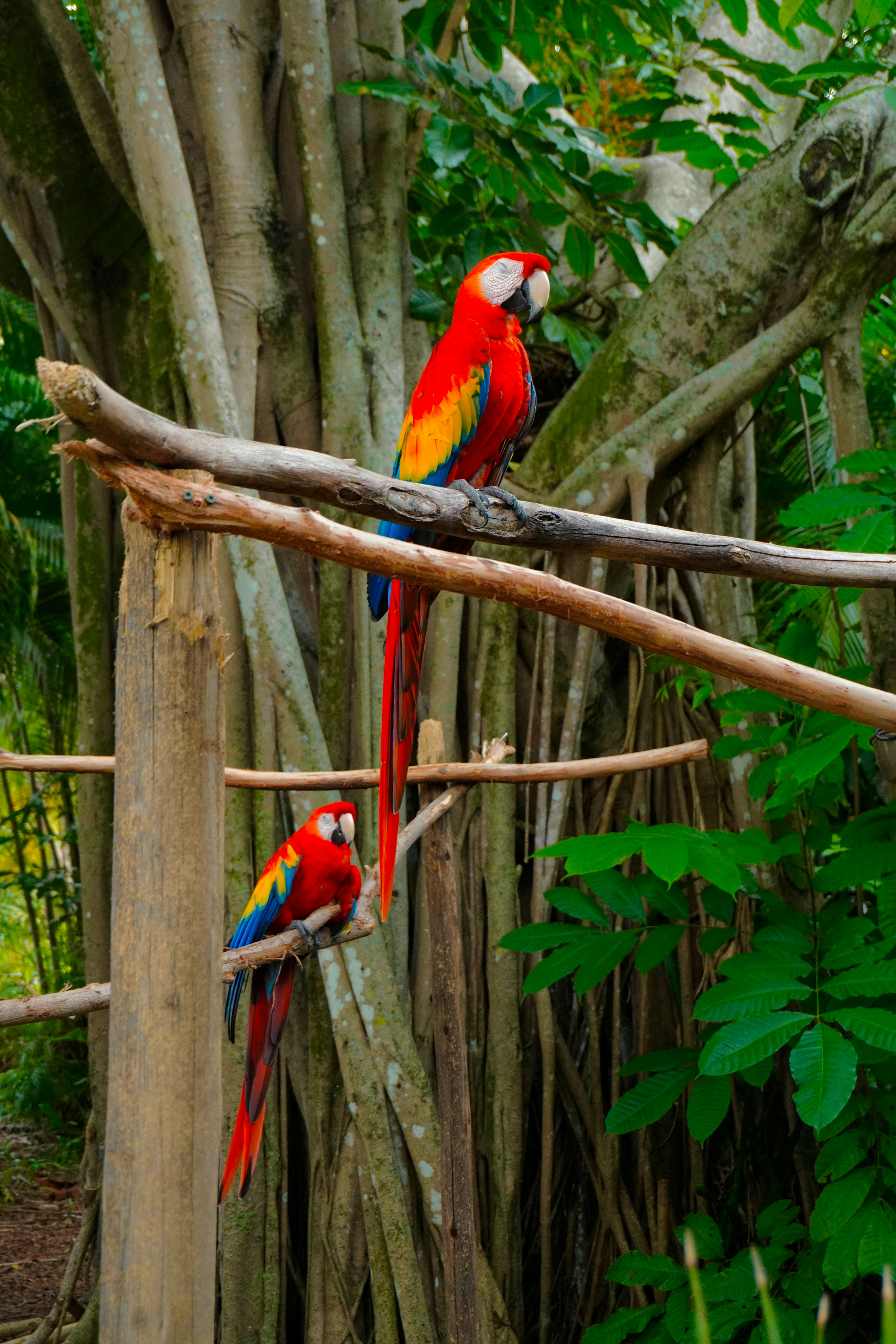 Tandem Bright: Dual Macaws Among Timber and Green