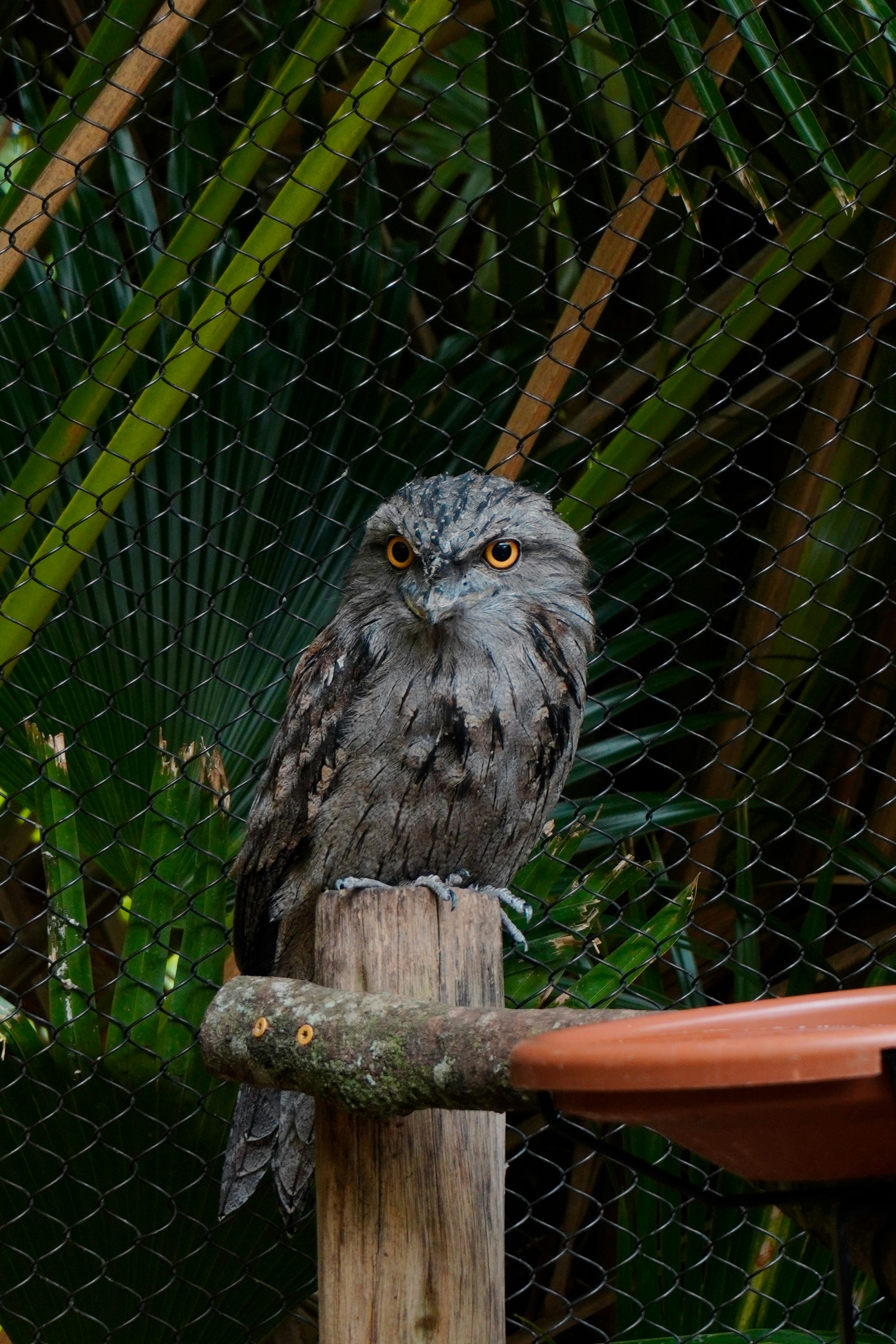 Amber-eyed Owl on a Weathered Post