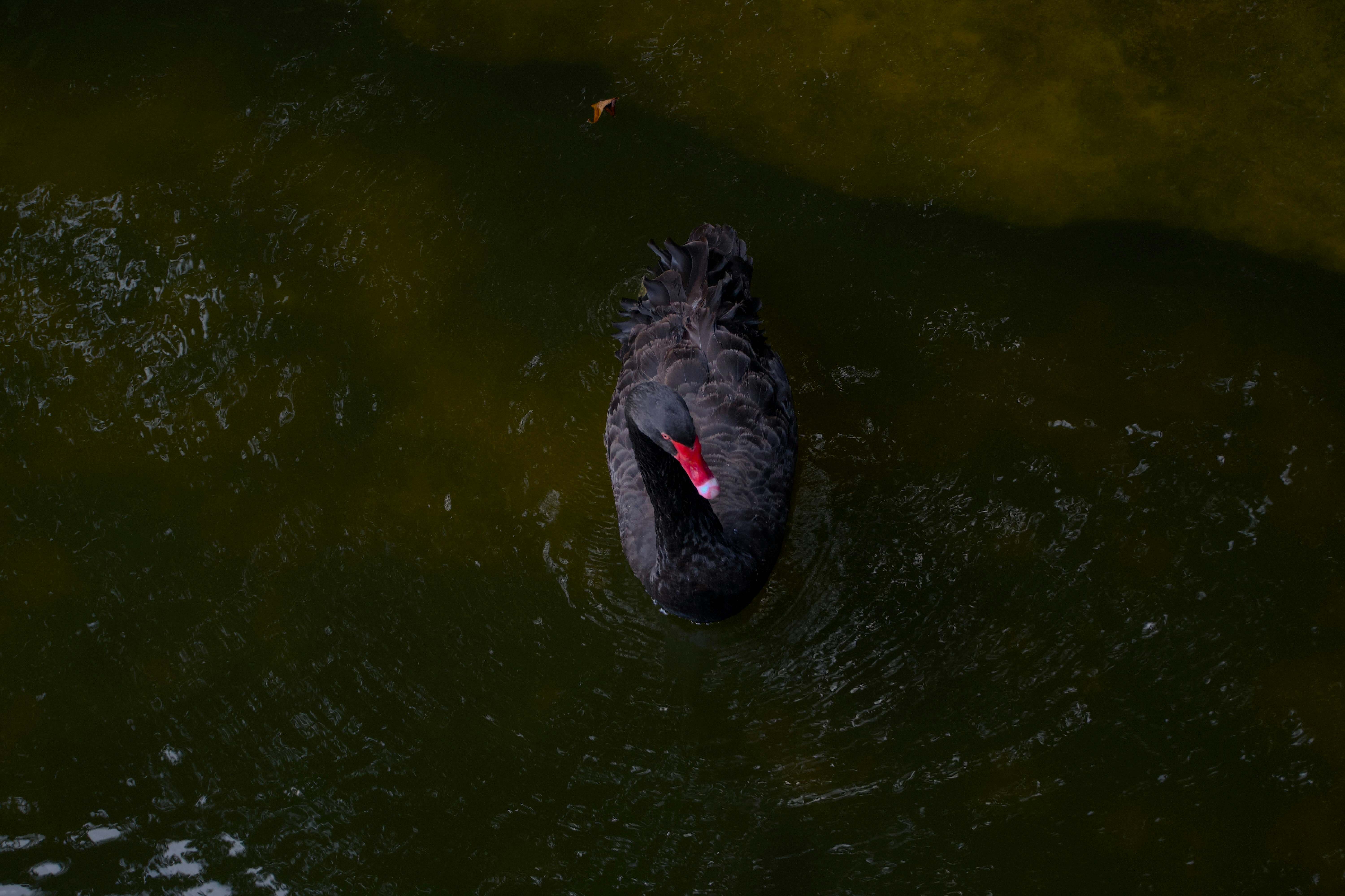 Midday Noir: A Black Swann Amid Ripples