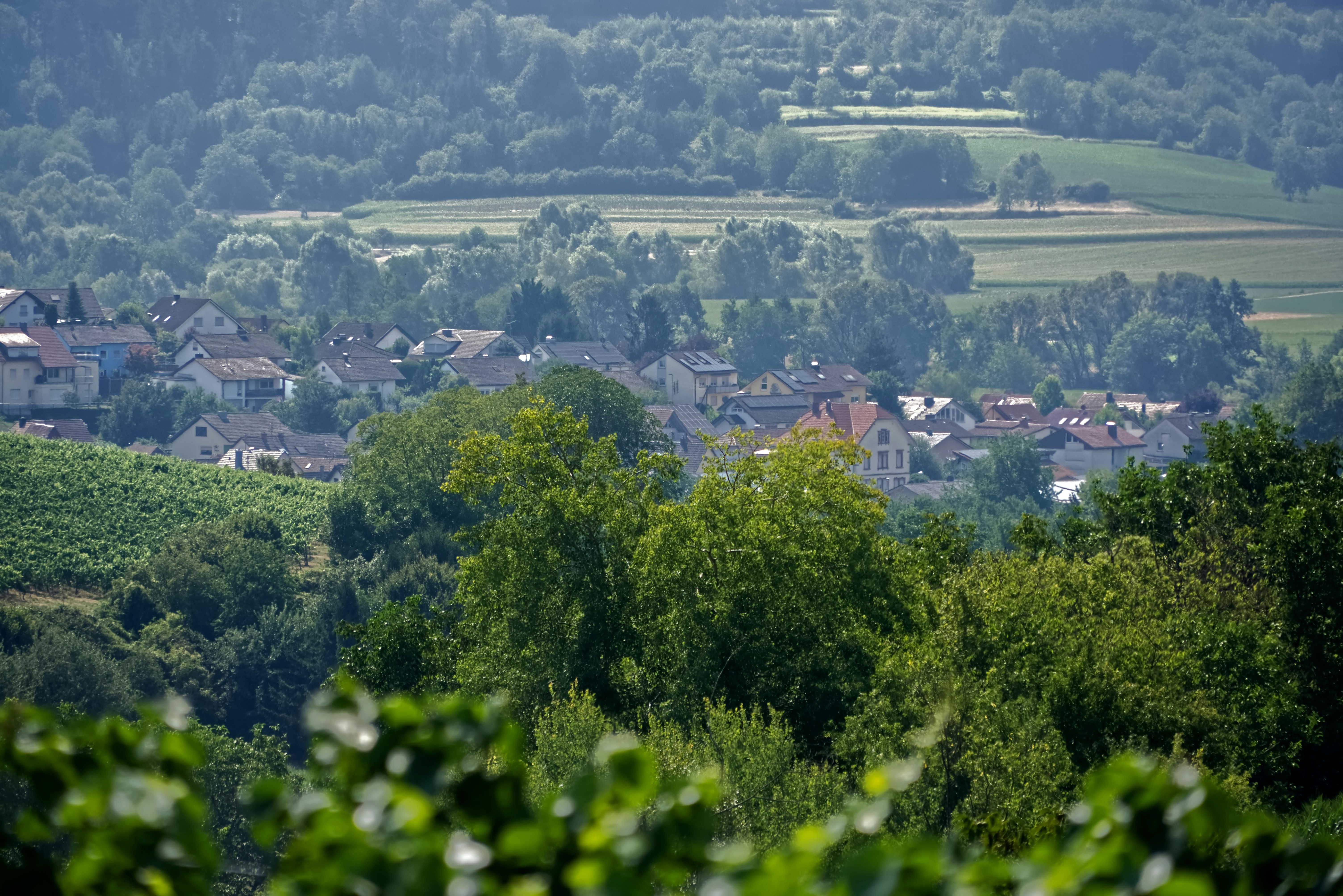 Horizon of Vineyards: A Quiet Village Nestled in Verdant Hills