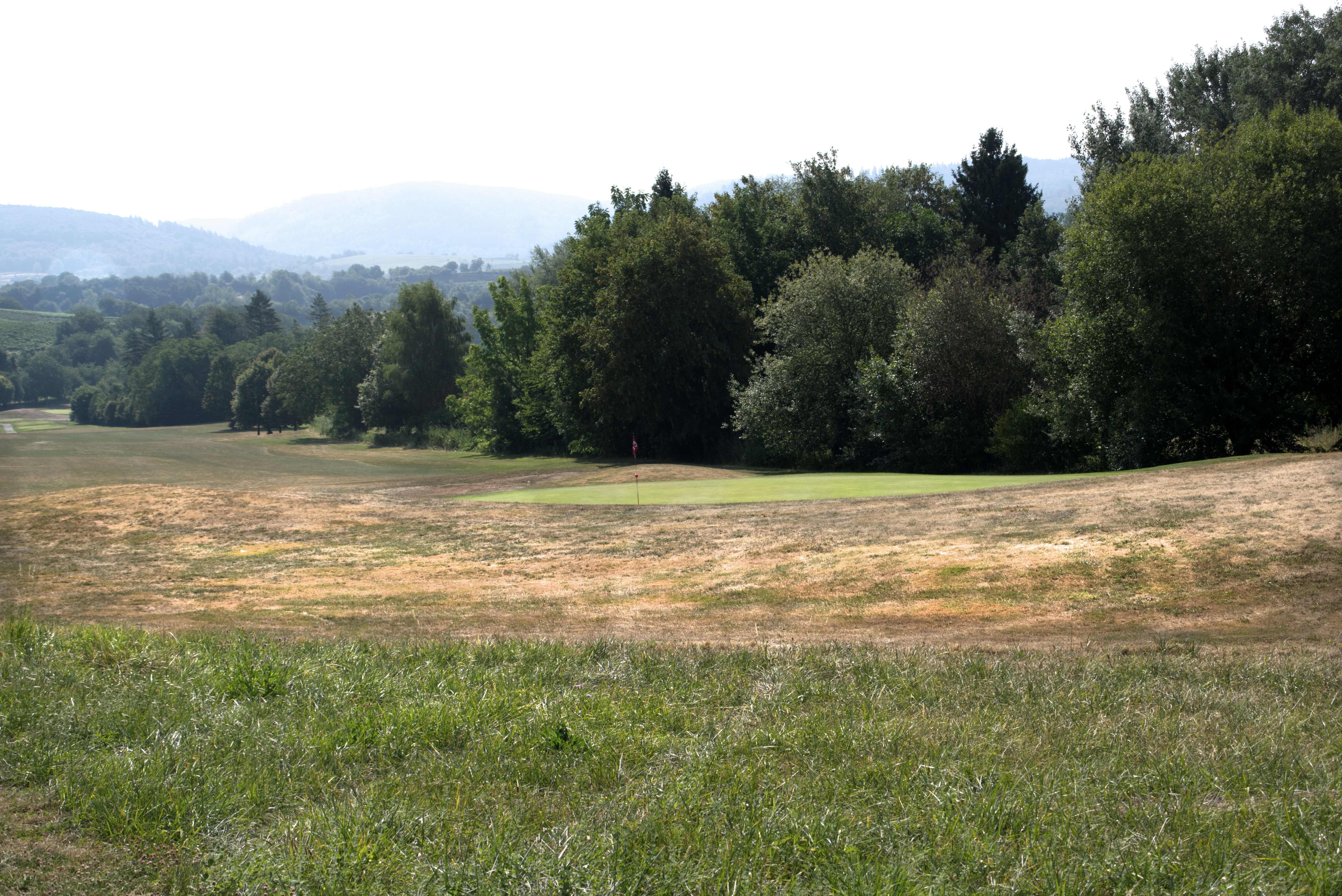Horizon Field: Golden Grass Leading to a Tree-lined Crest