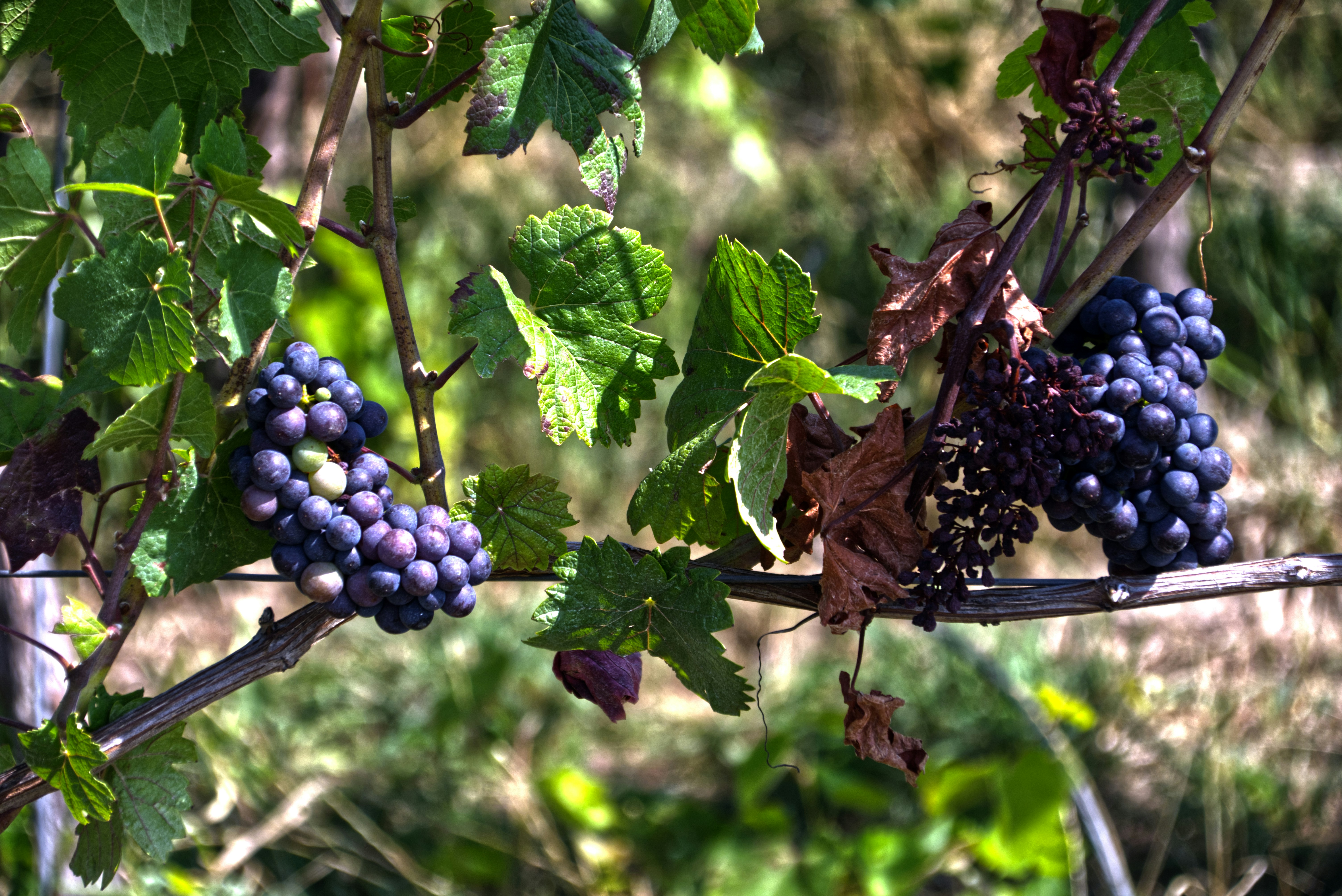 Grapes in Dappled Light: A Quiet Vineyard Moment