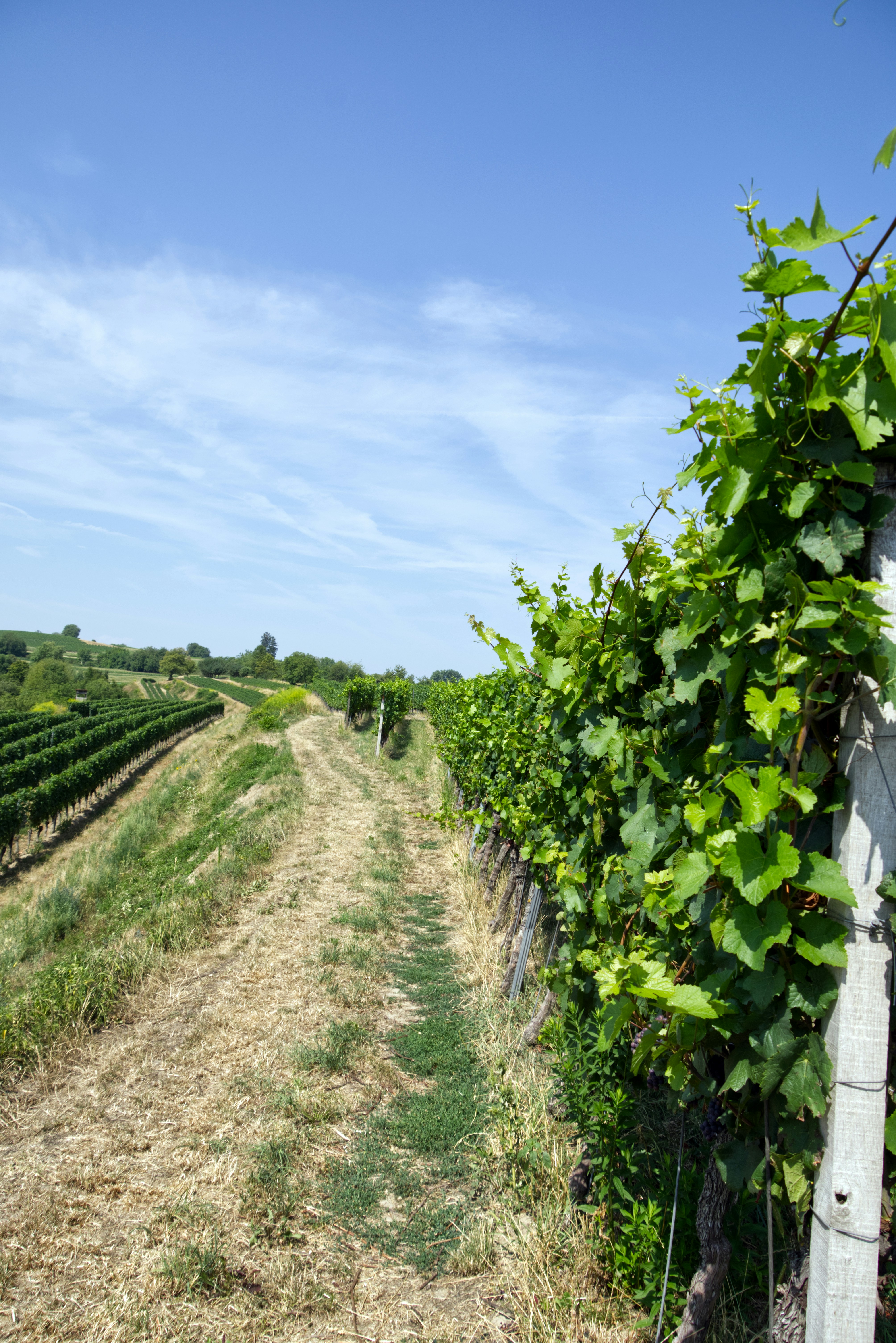 Vineyard Path: Rows of Green Against a Bright Blue Sky