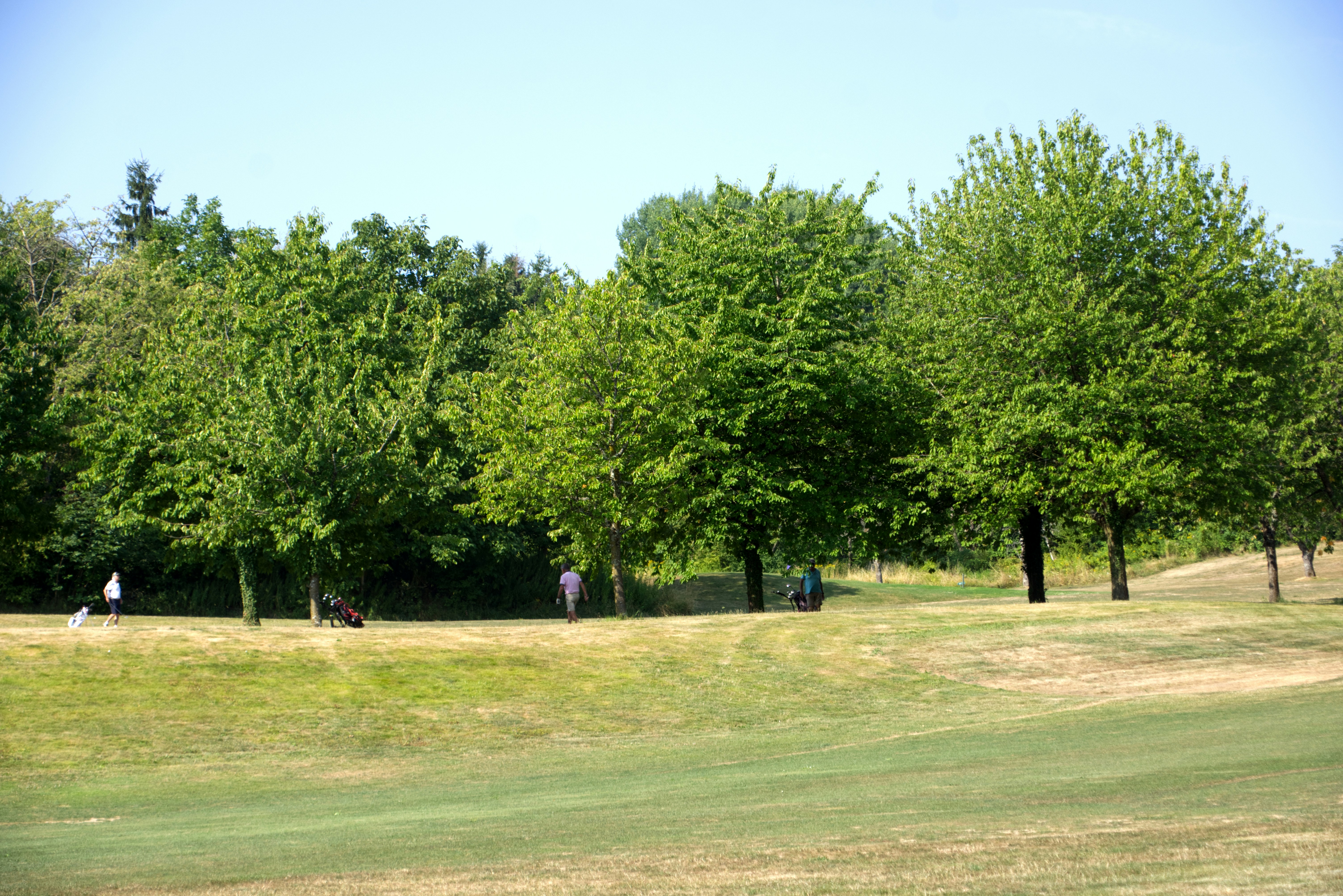 Green canopies and sunlit pathway in a tranquil city park