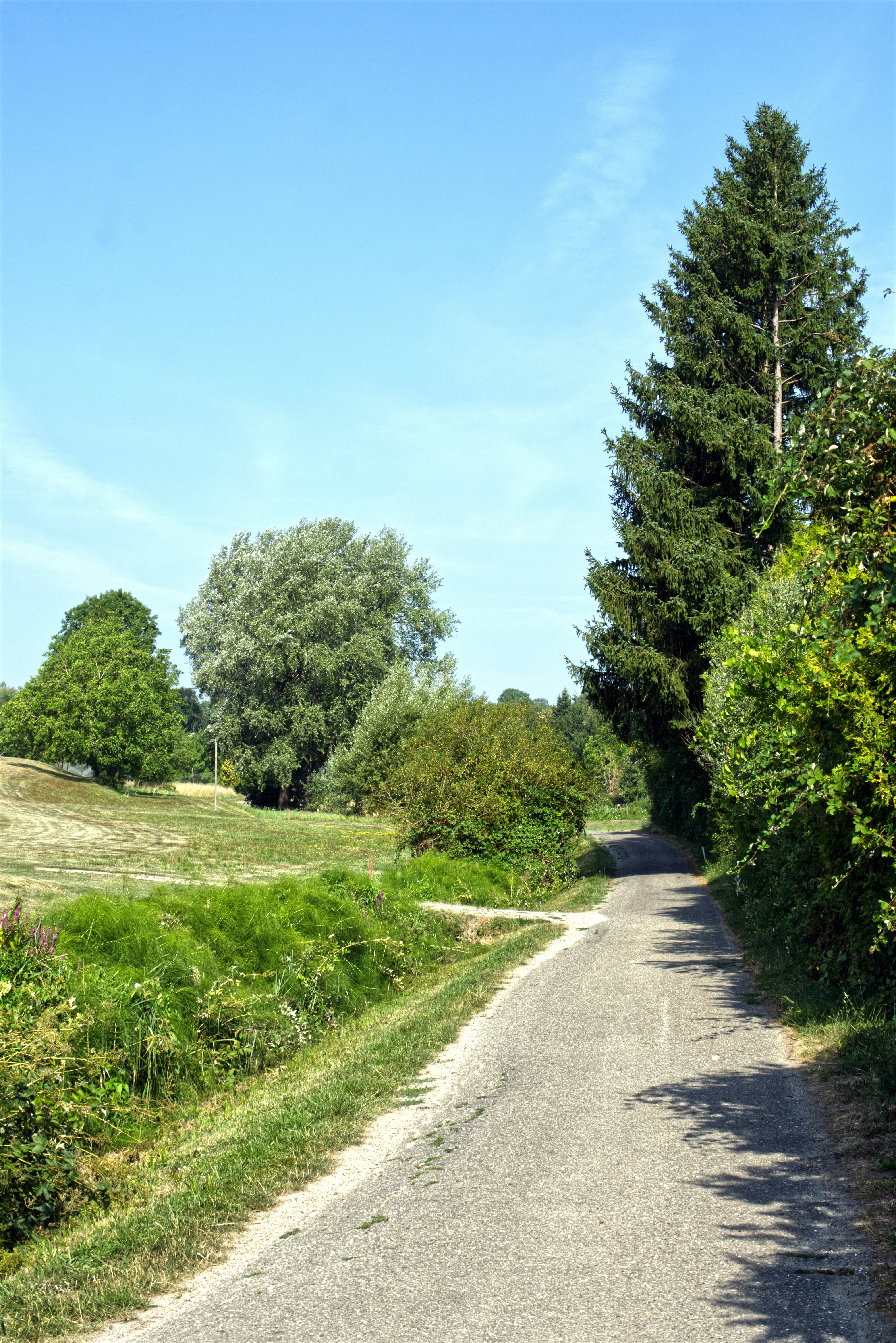 Sunlit Country Lane Surrounded by Trees