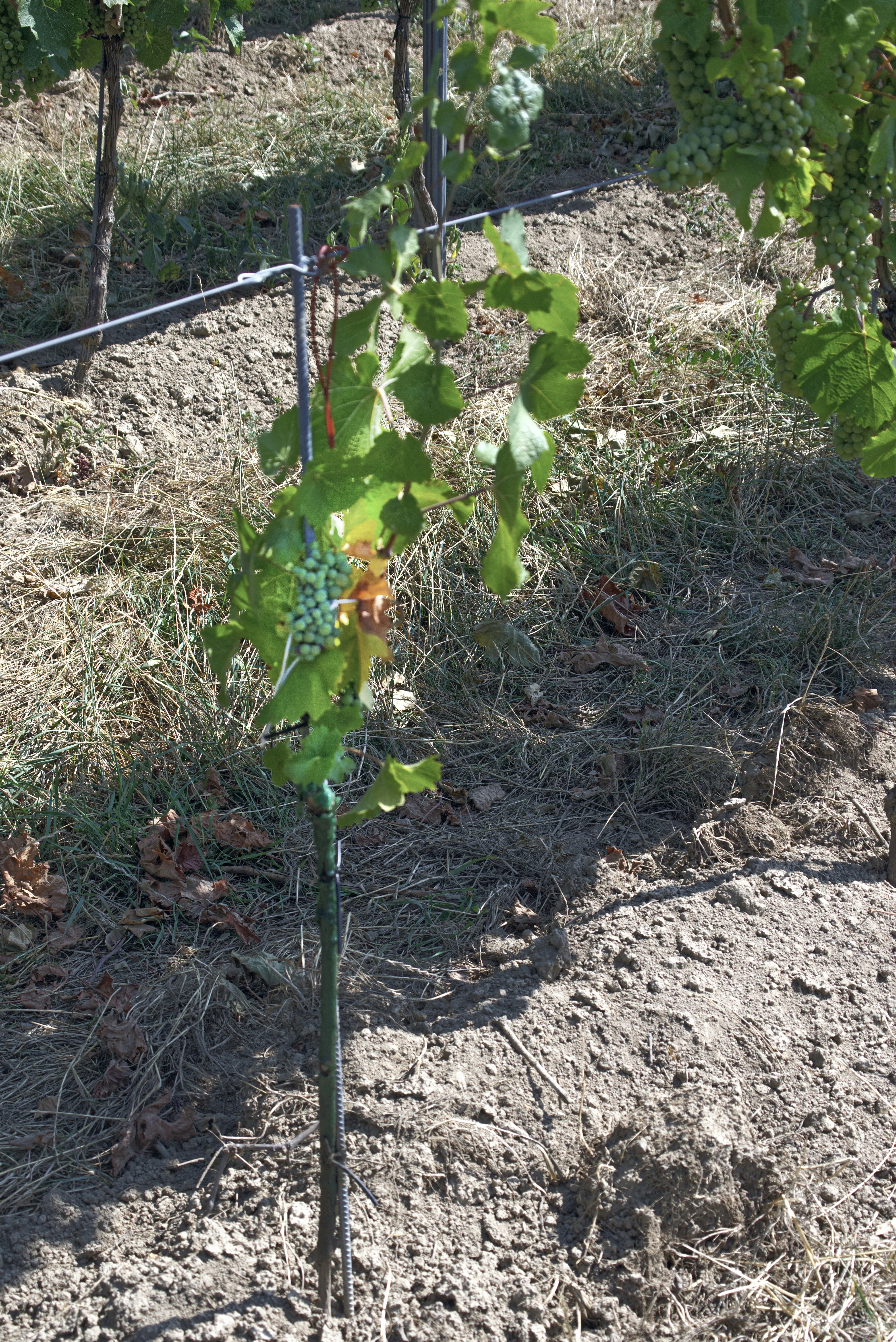 Trellised Vineyard Grape Cluster Amidst Green Foliage