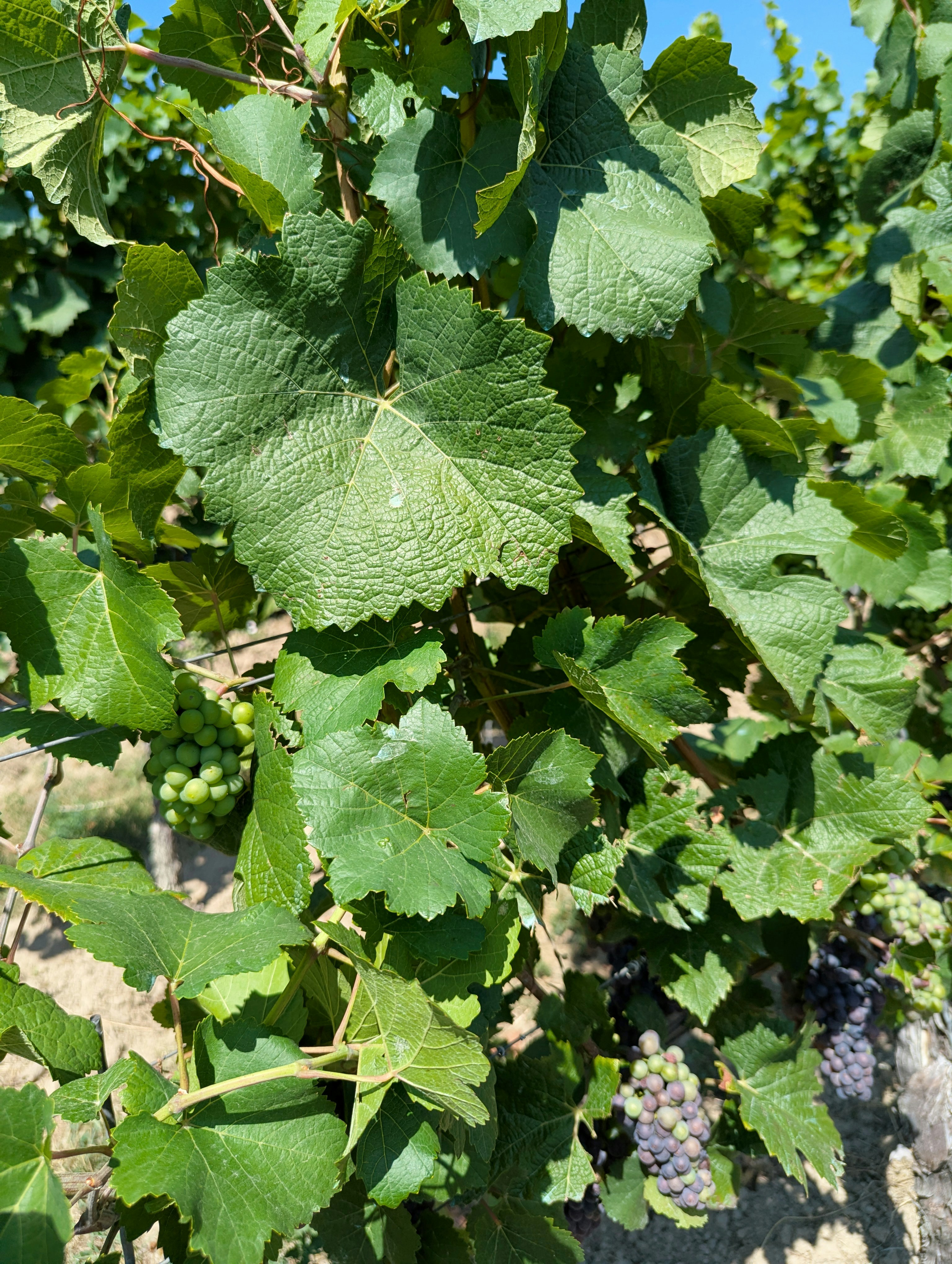 Vineyard’s Emerald Cluster: Grapevine Leaves Framing Ripening Bunches