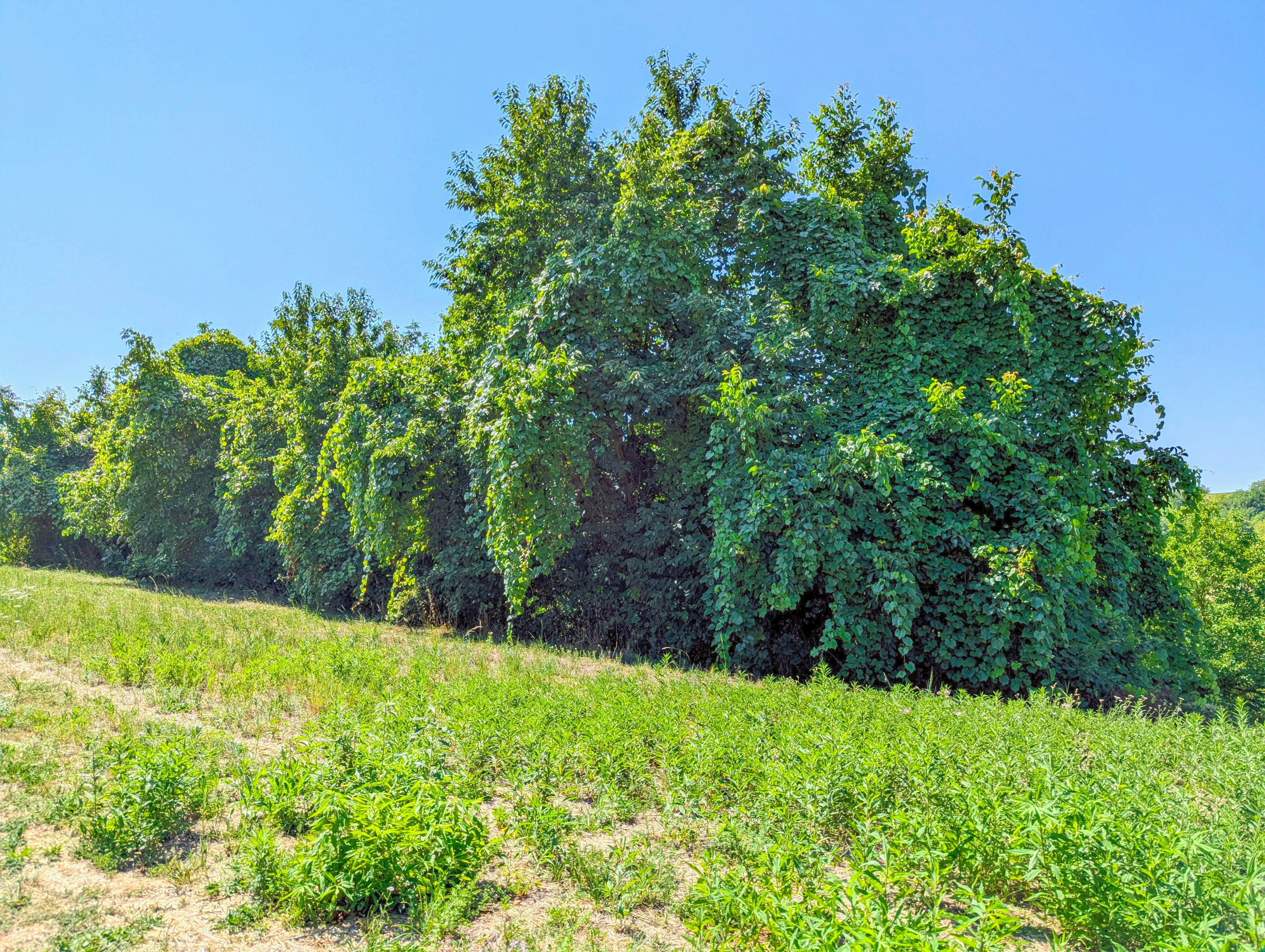 Sunlit Hedgerow and Field Edge Under a Bright Sky