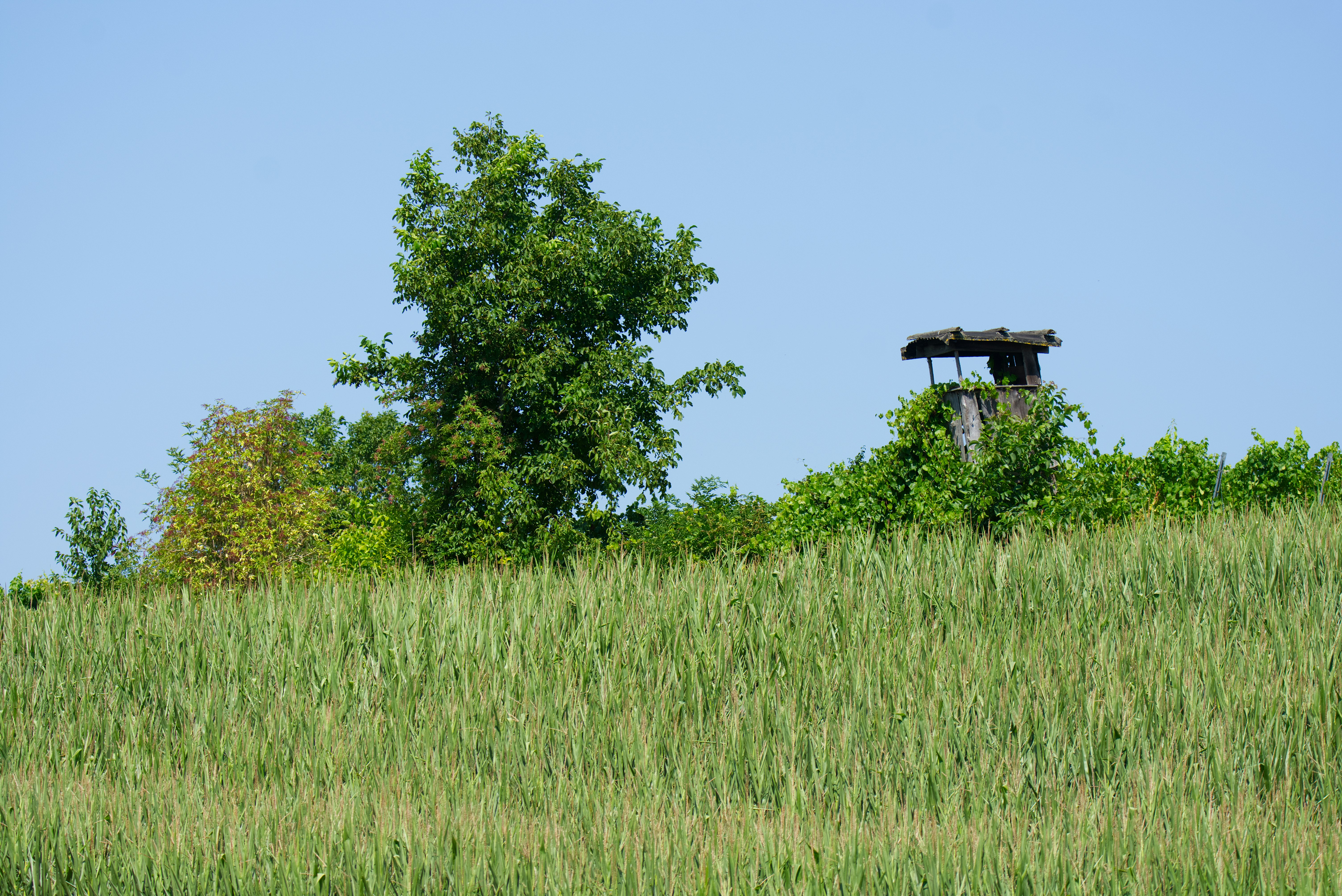 Hilltop Hut Overlook