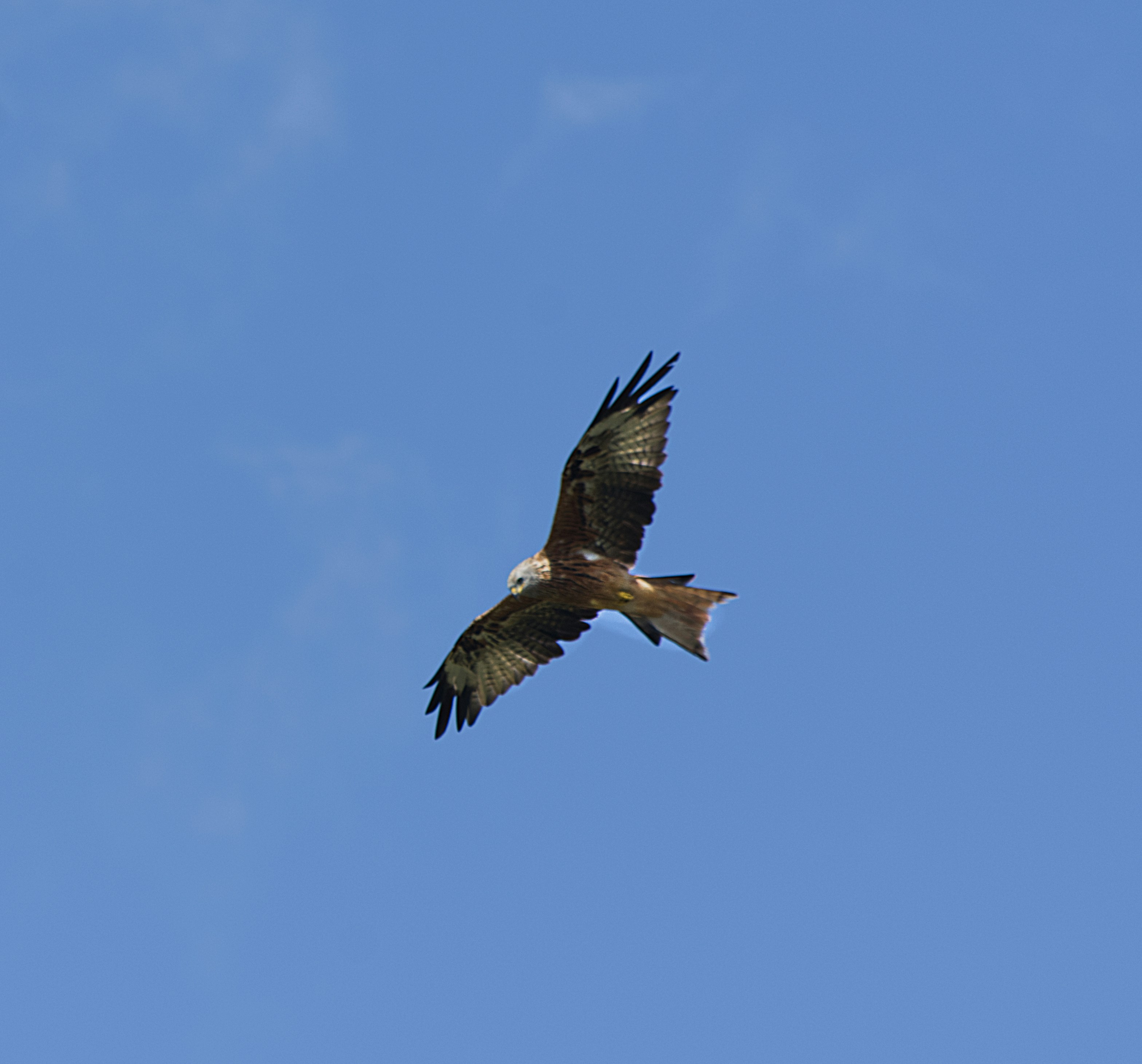 Soaring Hunter: Hawk Skims a Clear Blue Sky