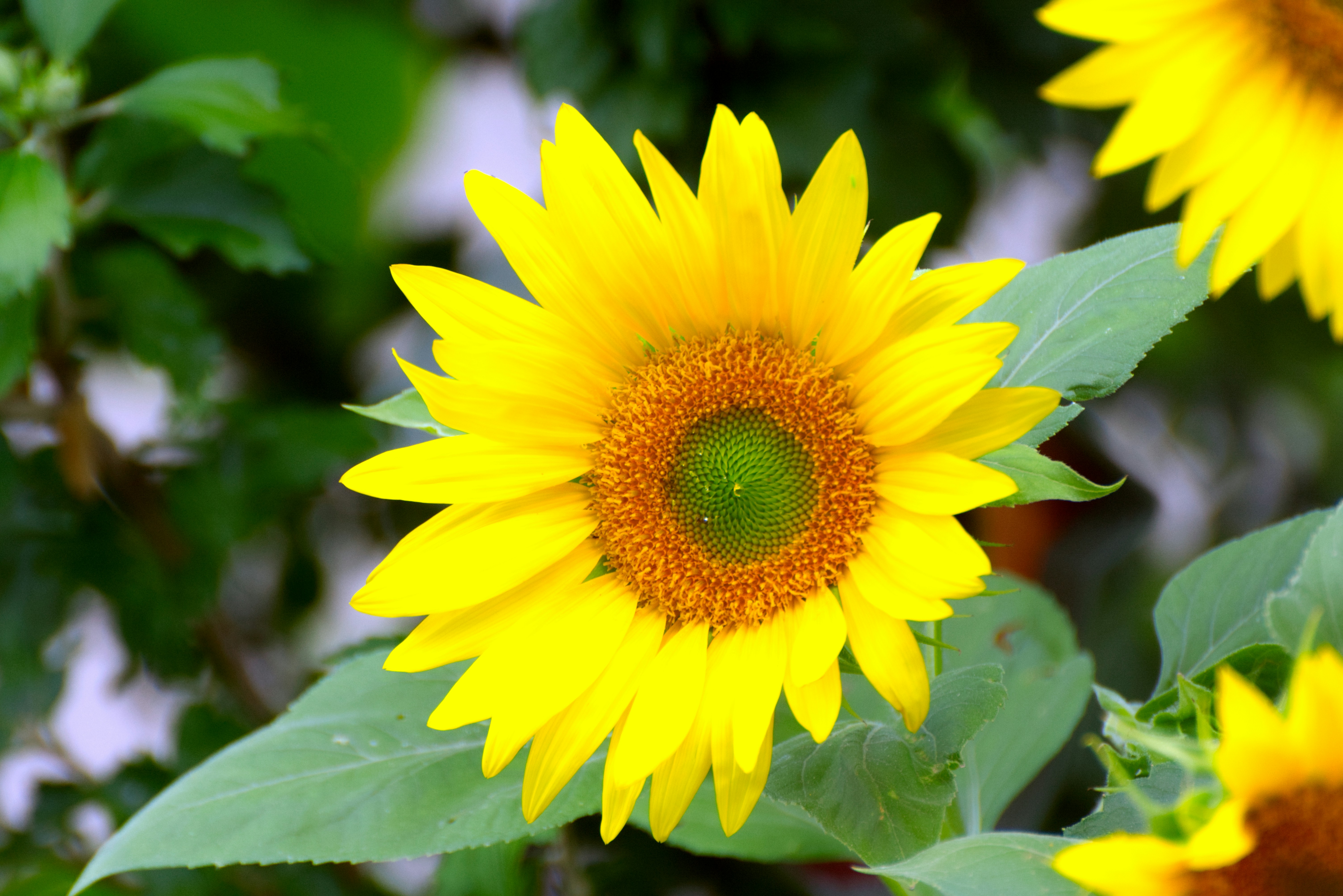 Sunlit Solar Bloom: Centered Golden Head Amid Green Veils