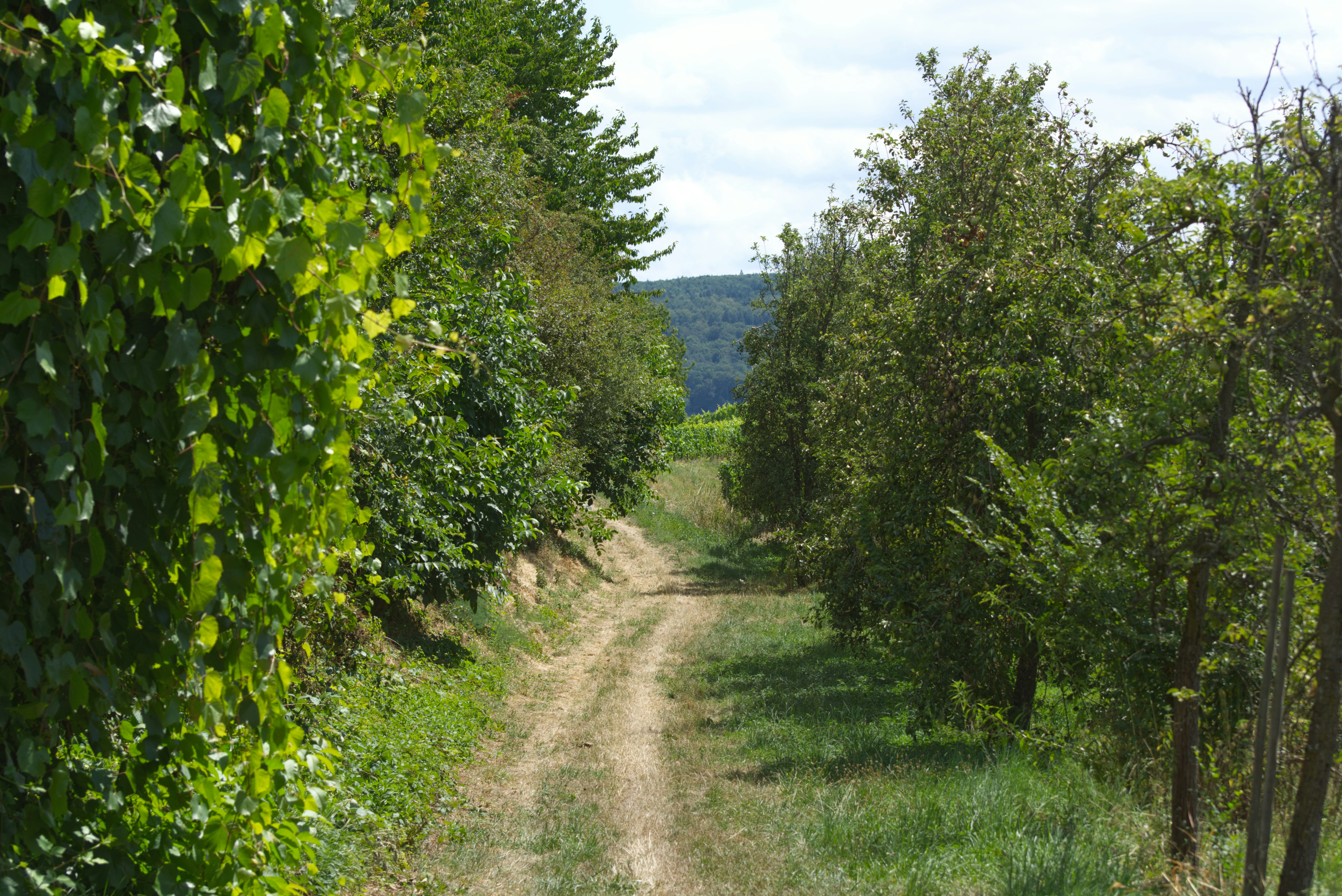 Toward the Light: A Sunlit Path Through Orchard Rows