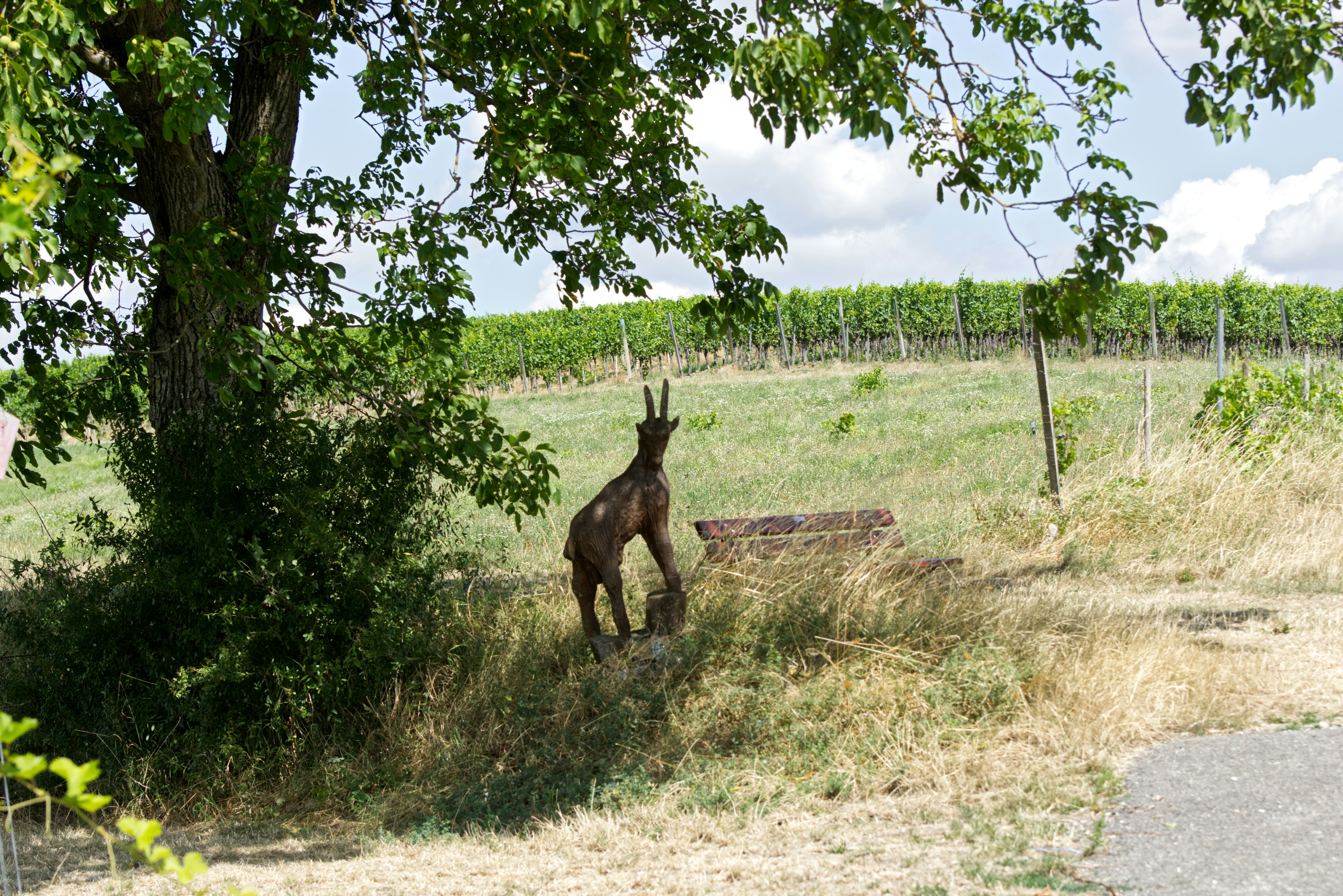 Lone jackrabbit by the hillside barn under the shade