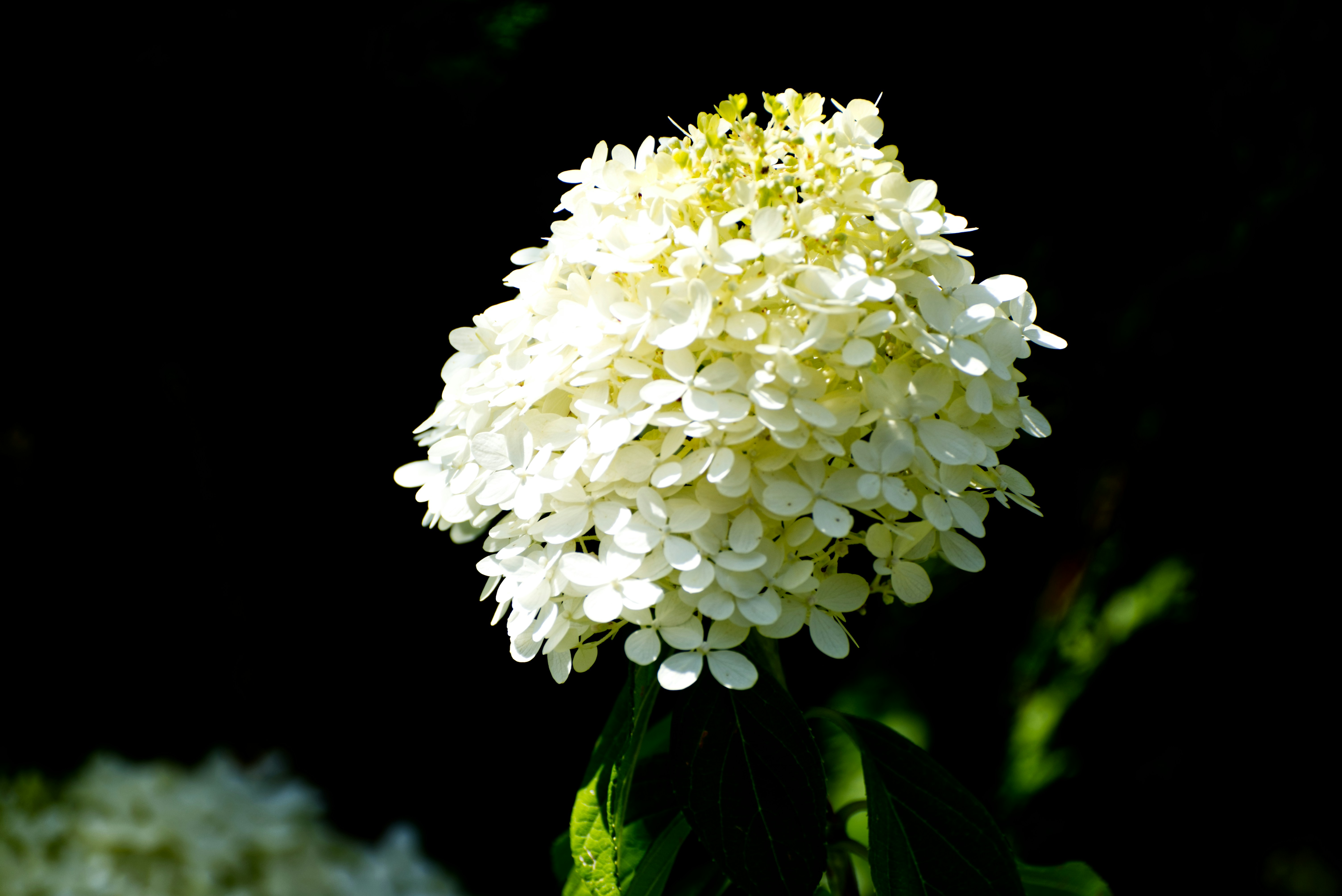 Morning Spotlight on a Hydrangea Bloom