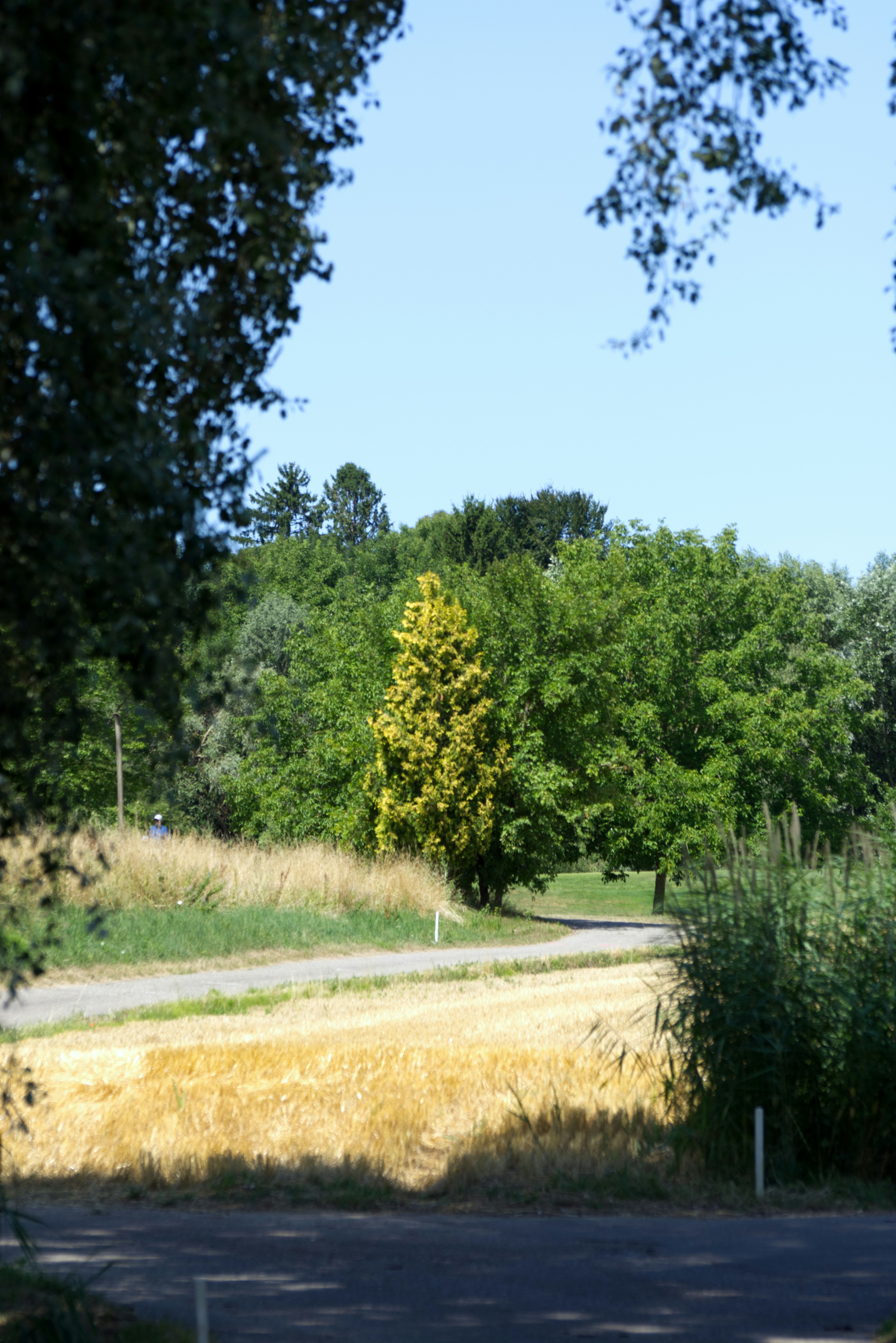 Sunlit Pathway Framed by Verdant Backdrop