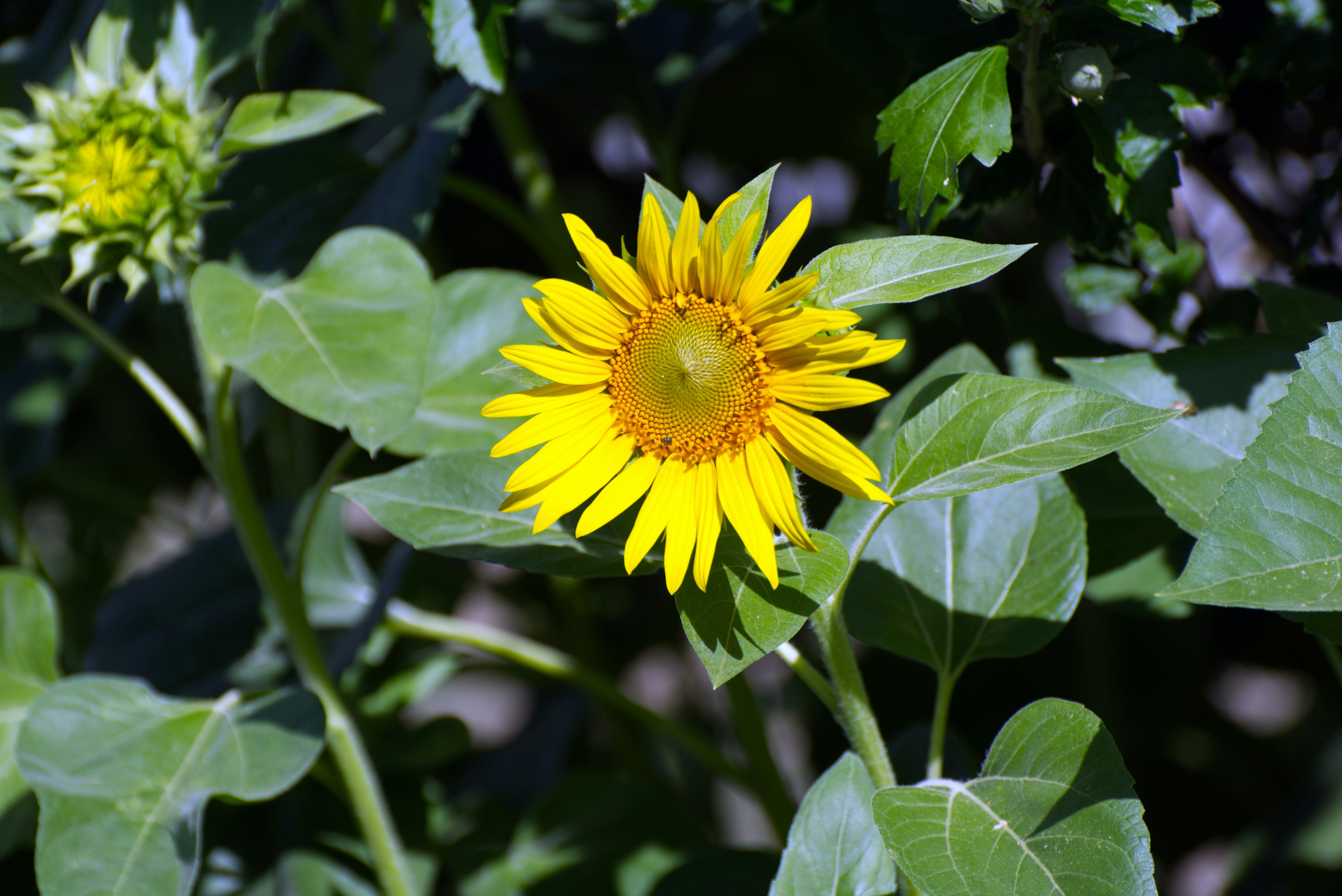 Sunlit Yellow Blossom Anchored Among Green Veins