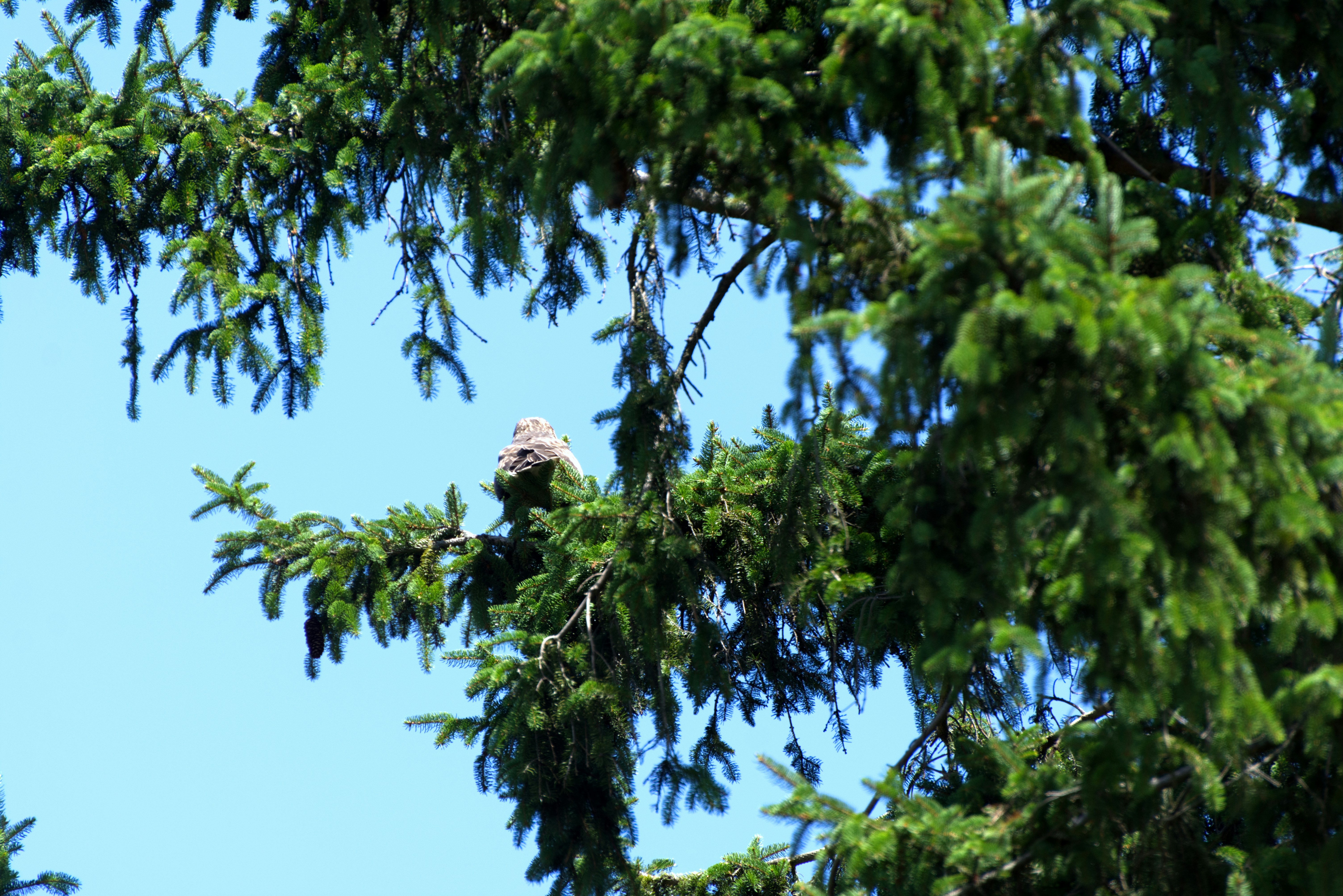 Sparrow’s Pause on Pine: Quiet Perch Amid Blue Sky
